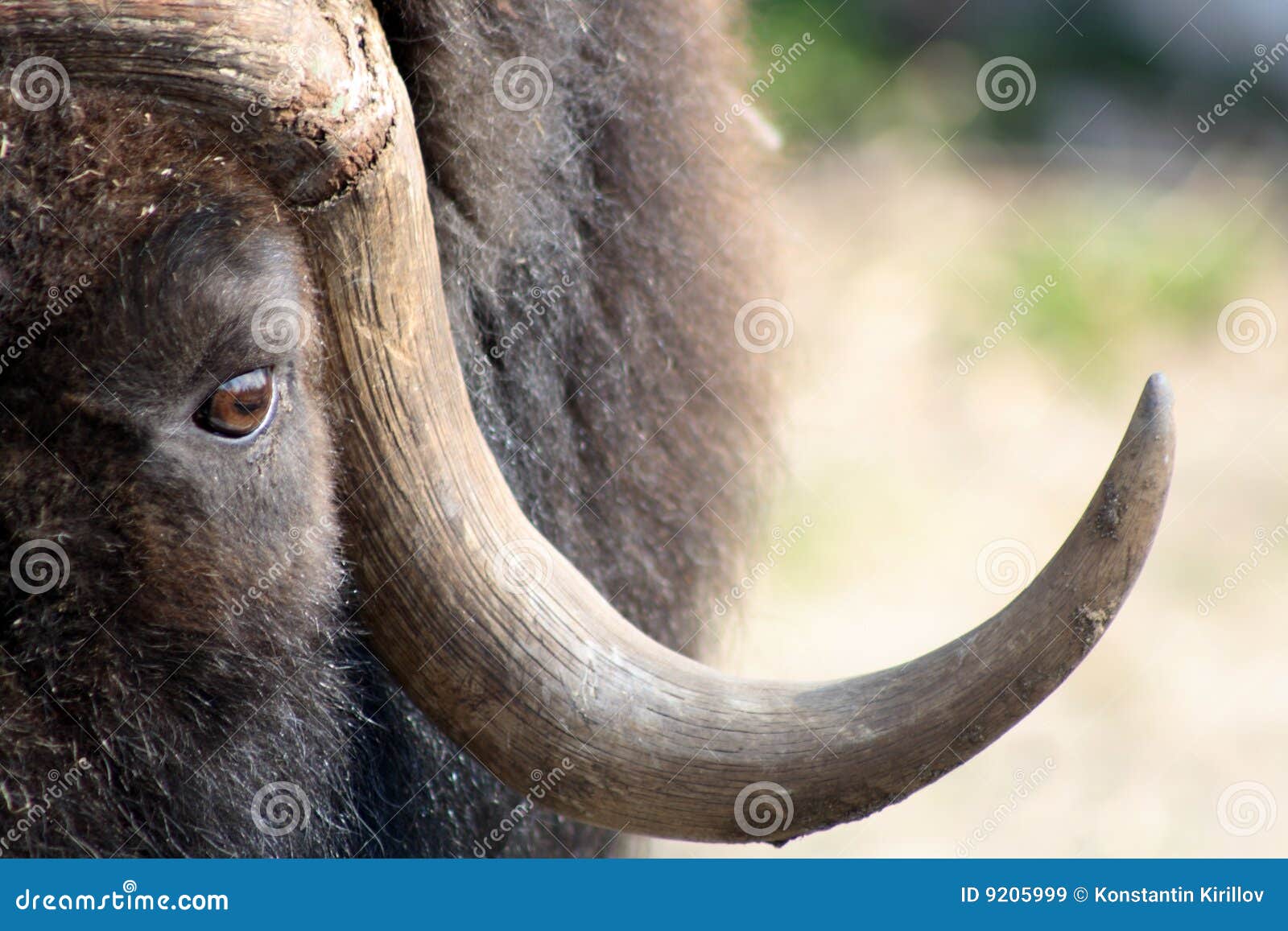 Moschus-Rind stockbild. Bild von seebrücke, tier, wildnis - 9205999