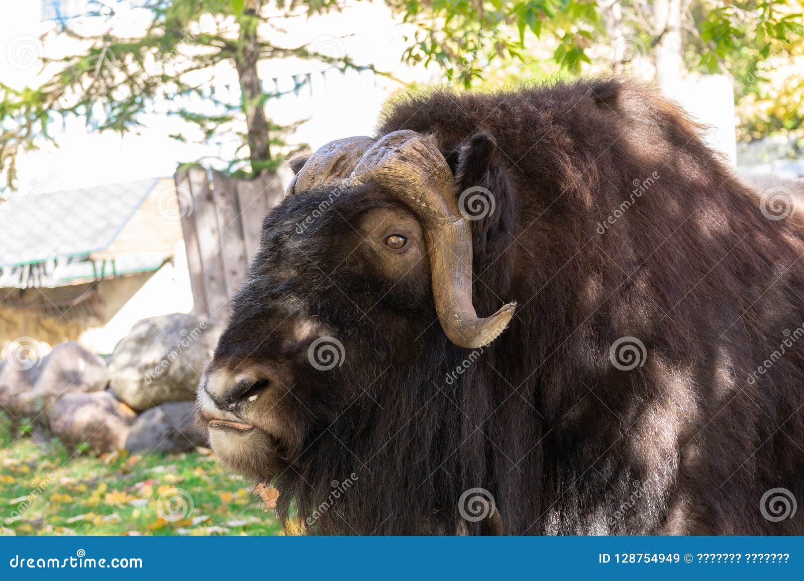 Moschusochse in der Wiese stockbild. Bild von schutz - 128754949