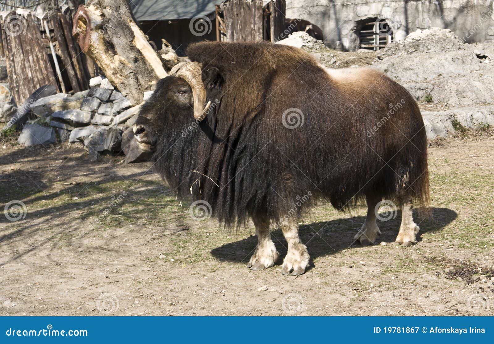 Moschusrind stockbild. Bild von tier, geringelt, moschus - 19781867