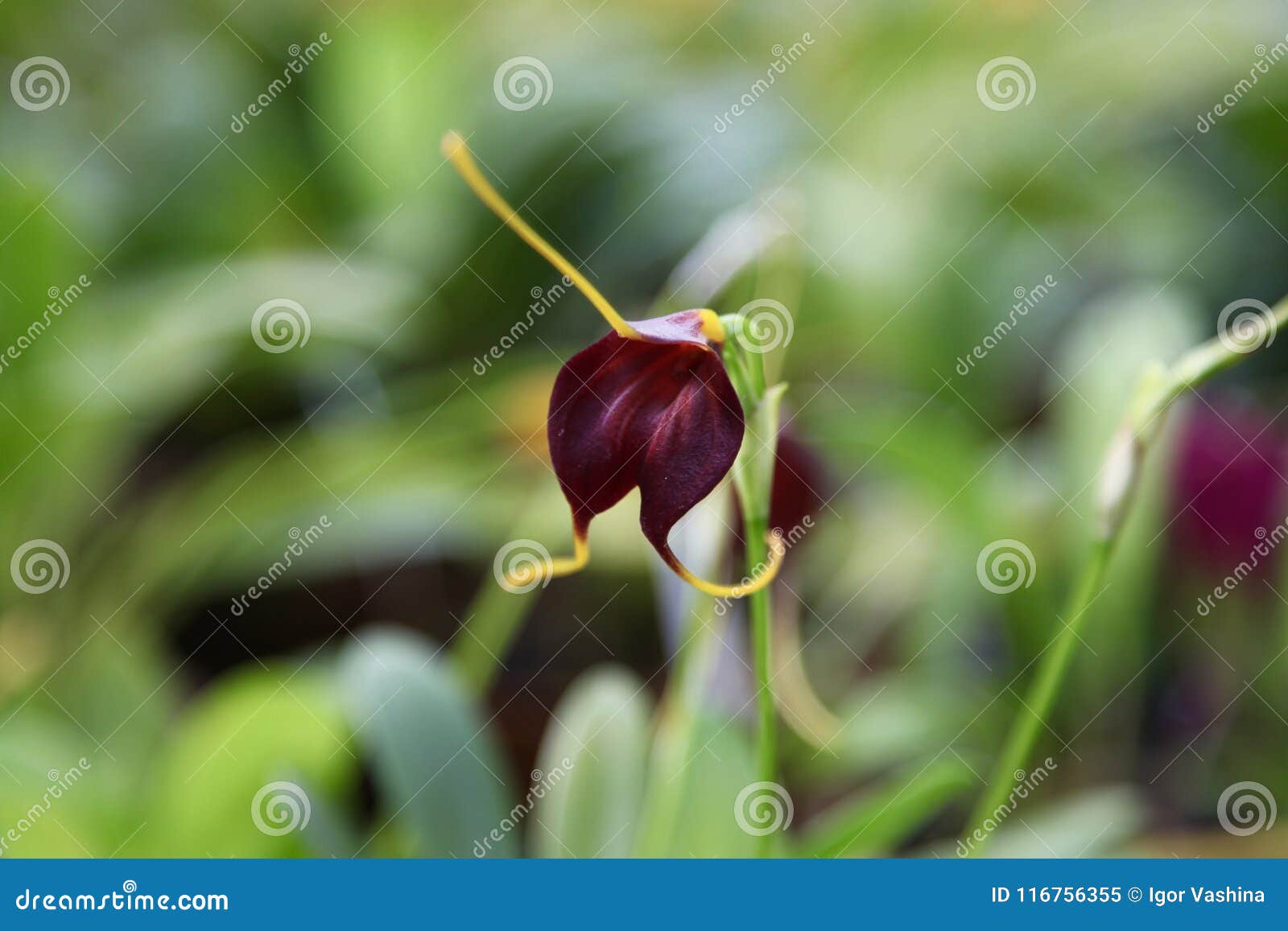 Masdevallia scitula stock image. Image of masdevallia - 116756355