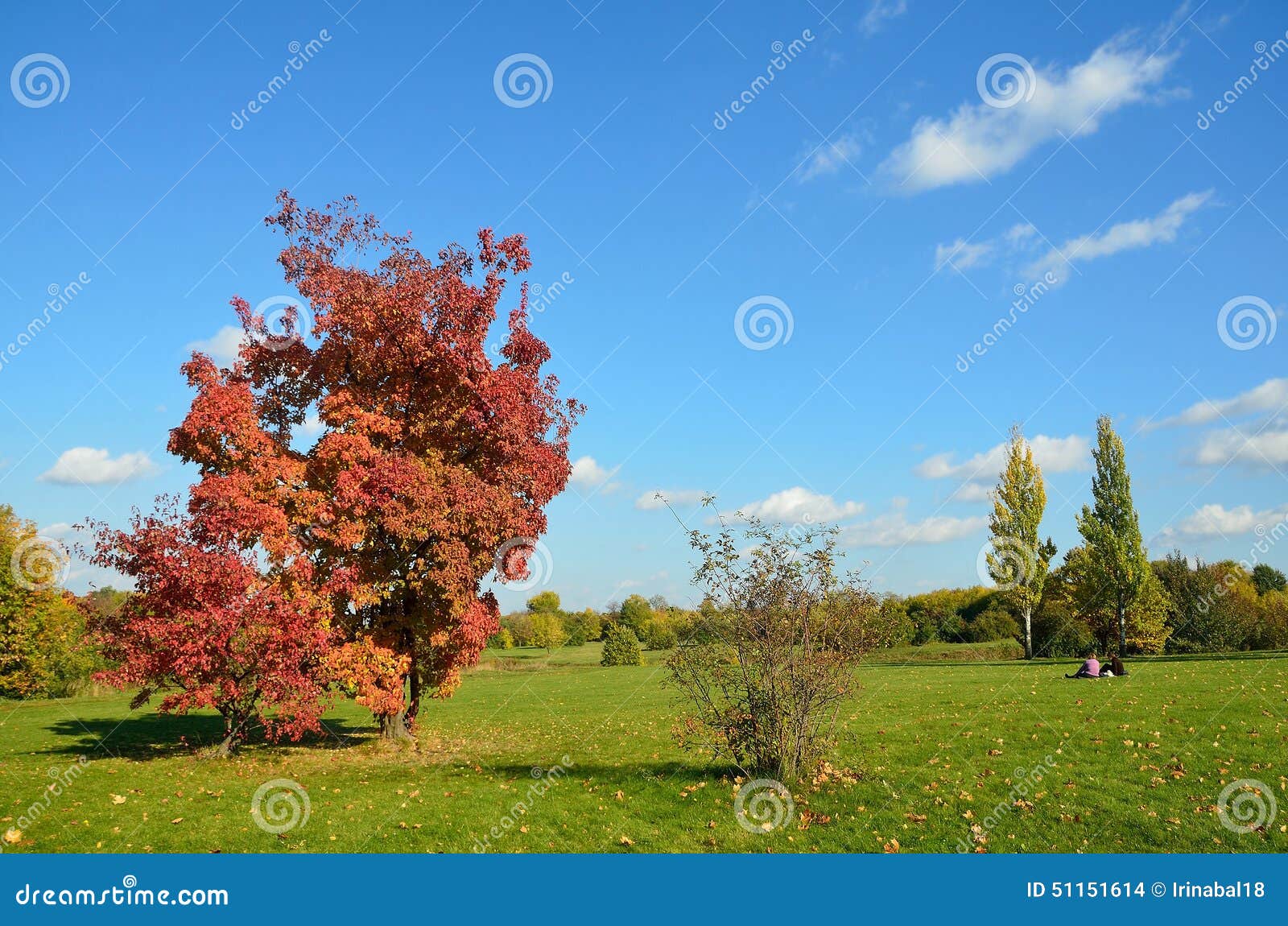 Moscow, Golden Autumn, the Tree with Red Leaves Stock Photo - Image of ...