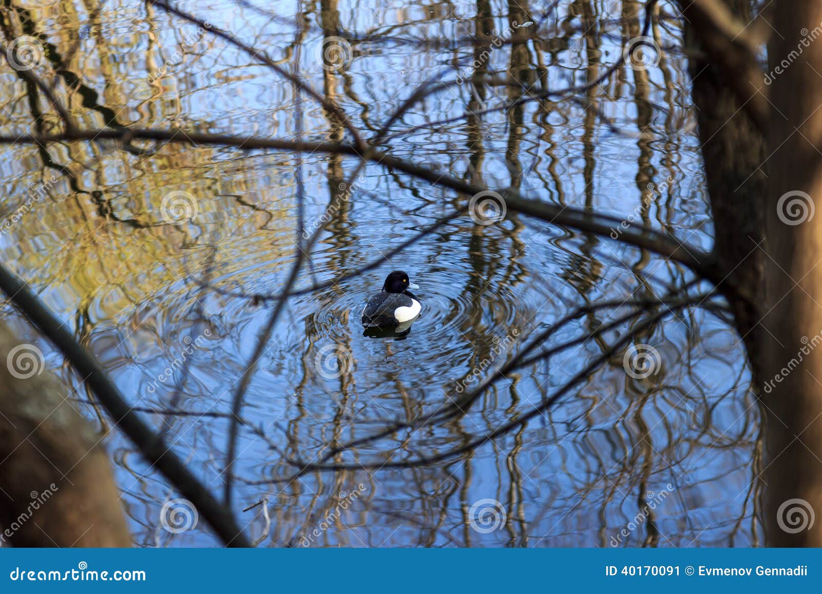 Moscow parks,duck stock image. Image of walk, duck, recreation - 40170091