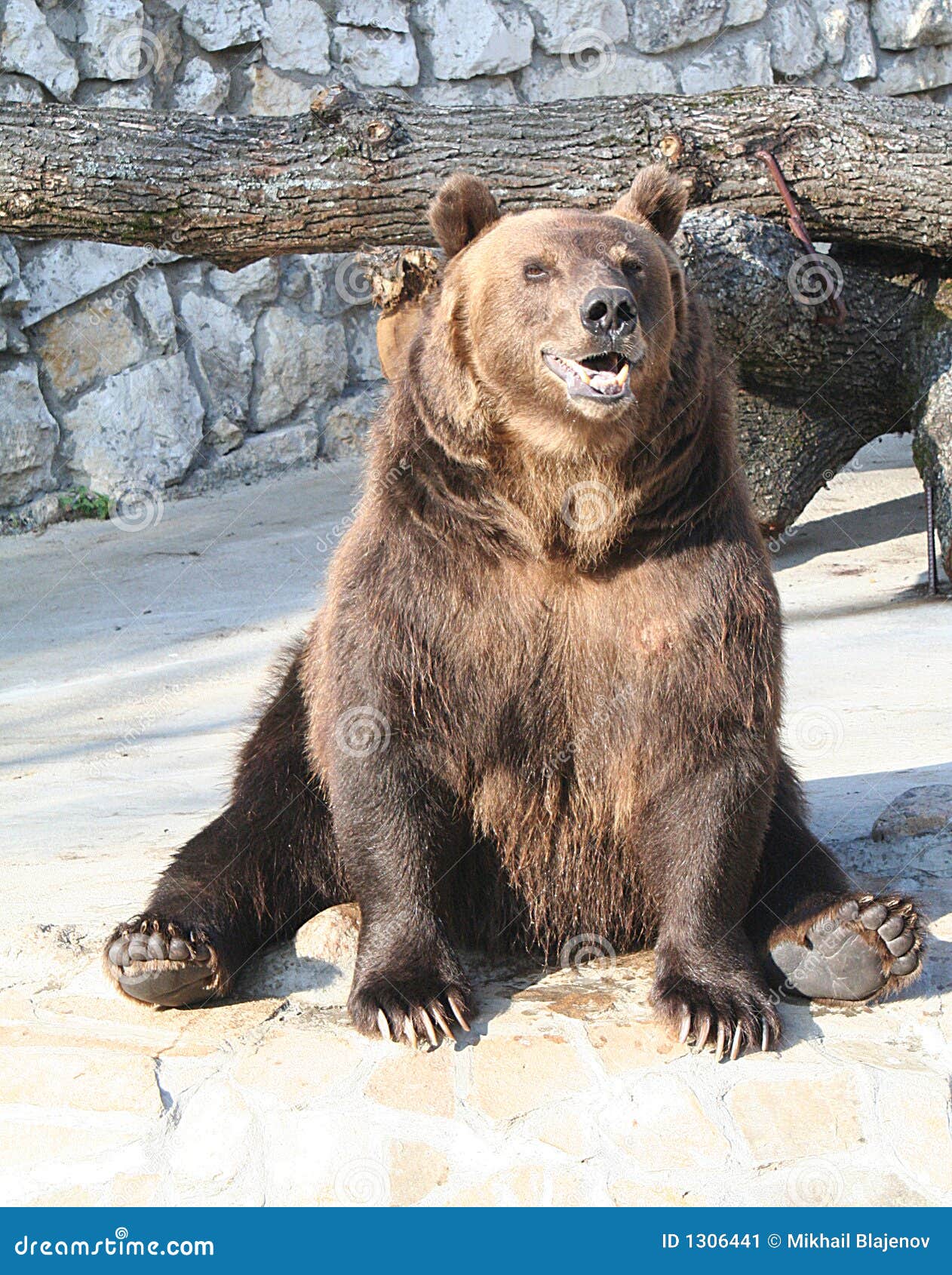 Moscow Zoo 19 stock image. Image of moscow, wildlife, nature - 1306441