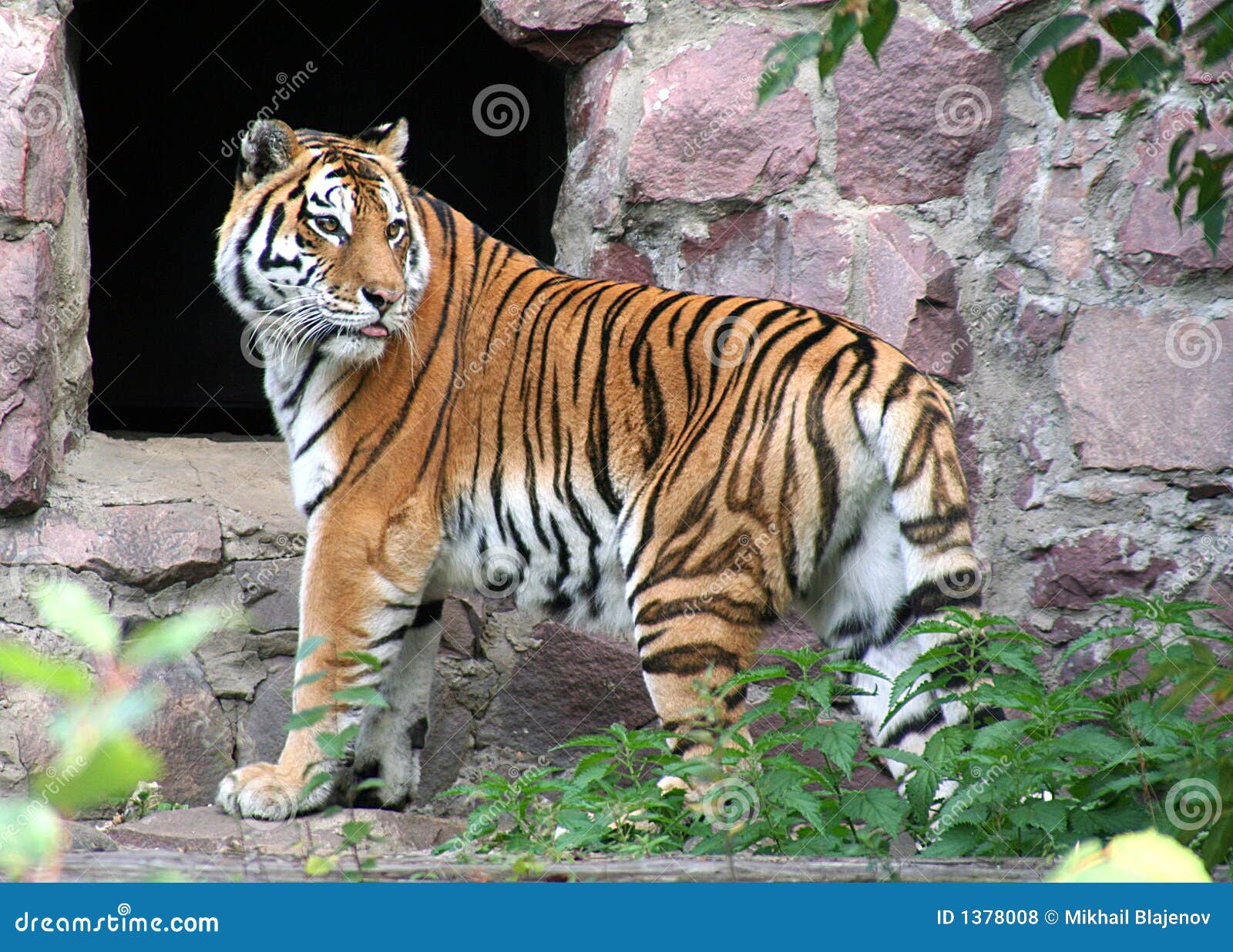 Moscow Zoo 30 stock photo. Image of wildlife, predator - 1378008