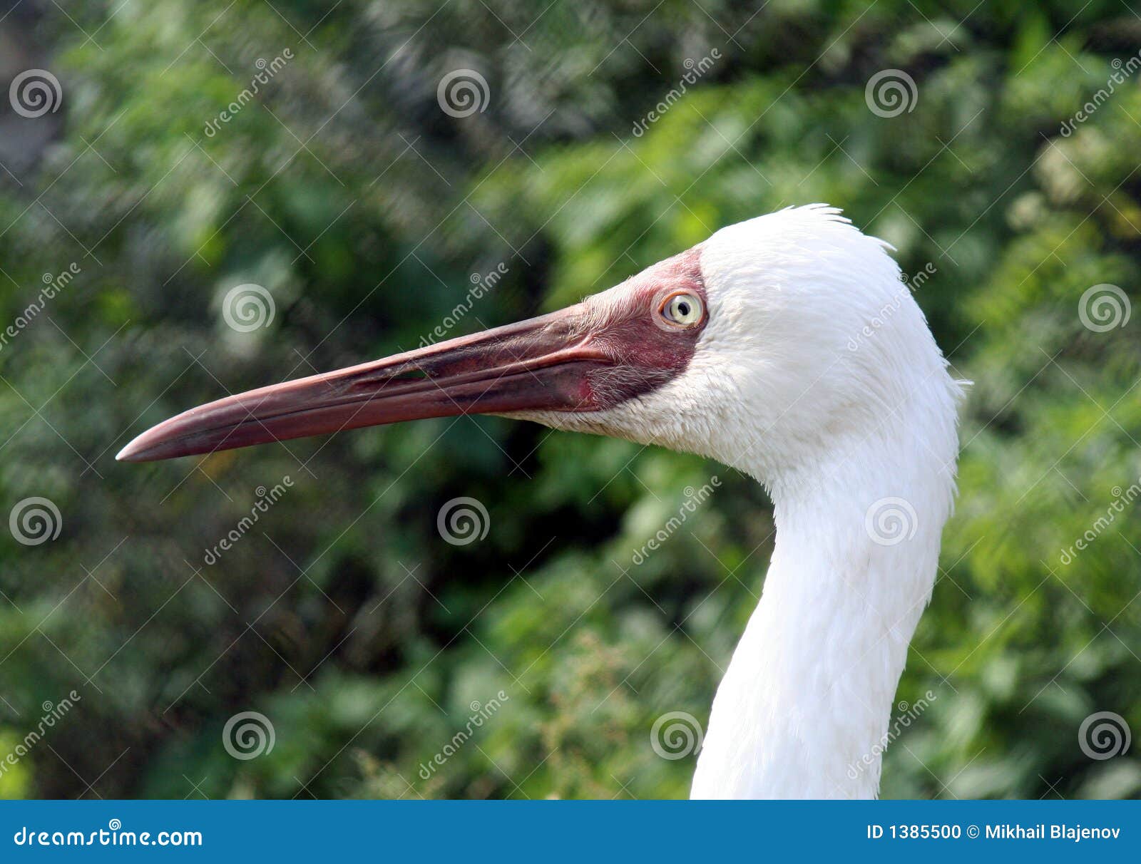 Moscow Zoo 84 stock photo. Image of animal, white, bird - 1385500