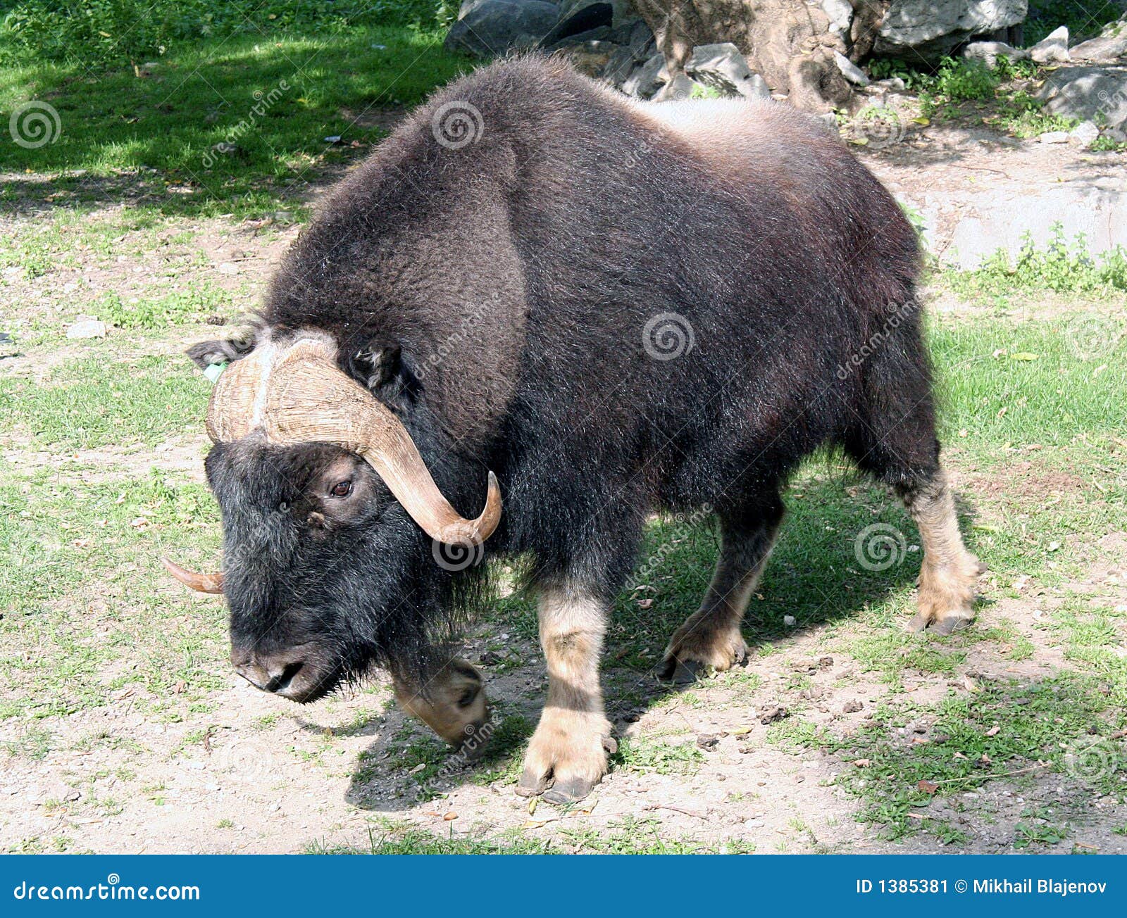 Moscow Zoo 91 stock image. Image of nature, wildlife, herbivore - 1385381