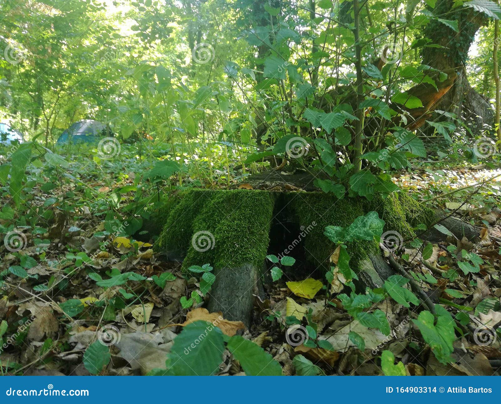 Mose Stock Photos - Download 489 Royalty Free Photos