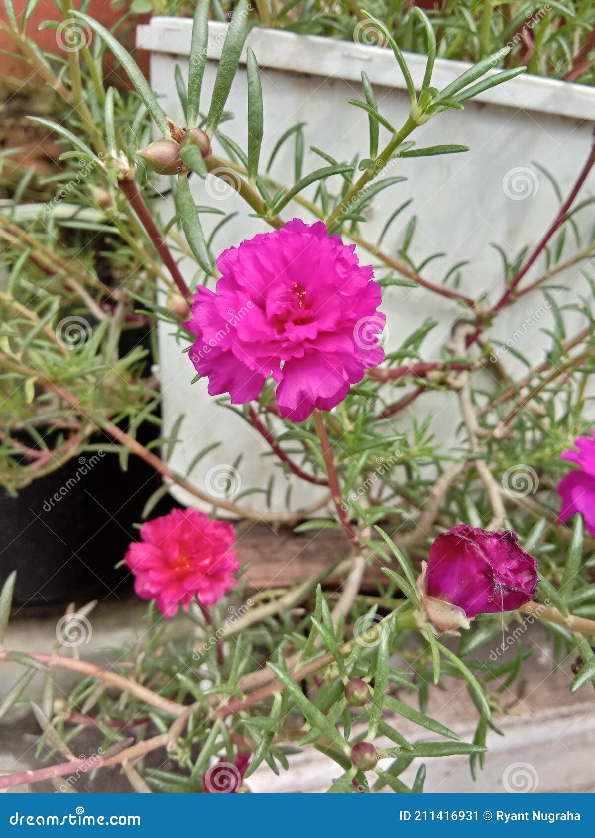 Mose Rose is a Beautiful Flower Stock Image - Image of evergreen ...