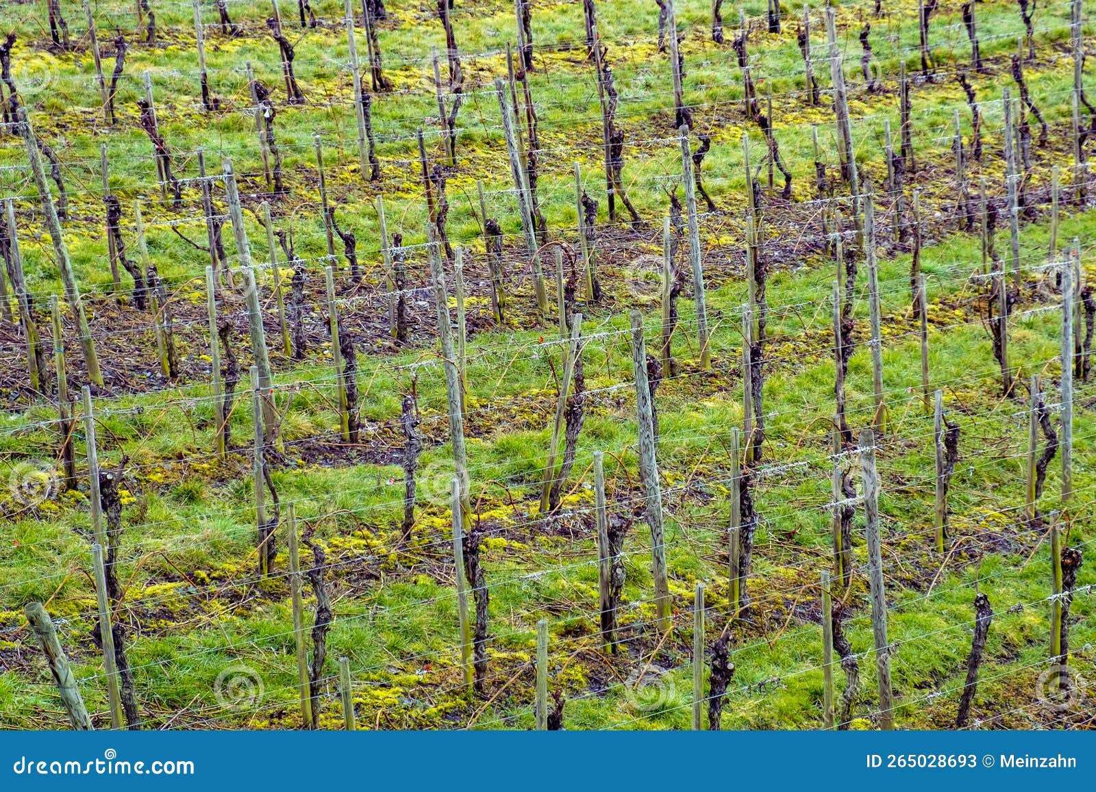 Moselle Vineyard in Spring Time with Growing Vine Stock Image - Image ...