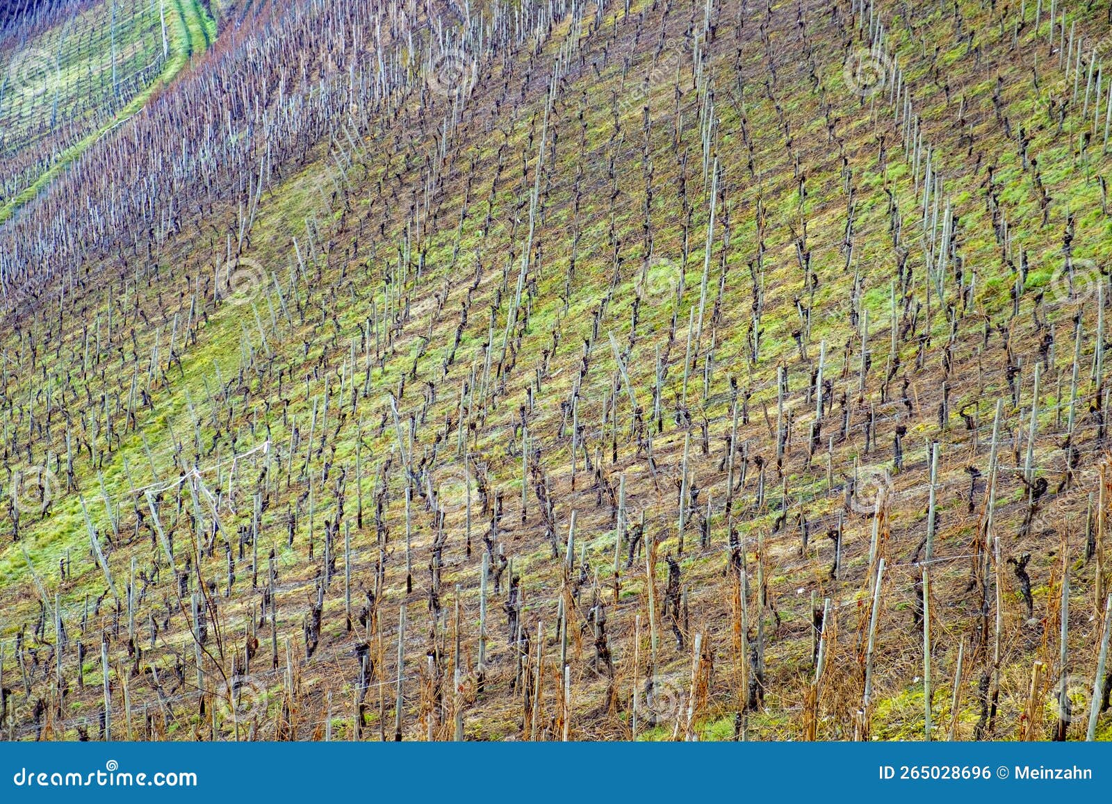 Moselle Vineyard in Spring Time with Growing Vine Stock Photo - Image ...