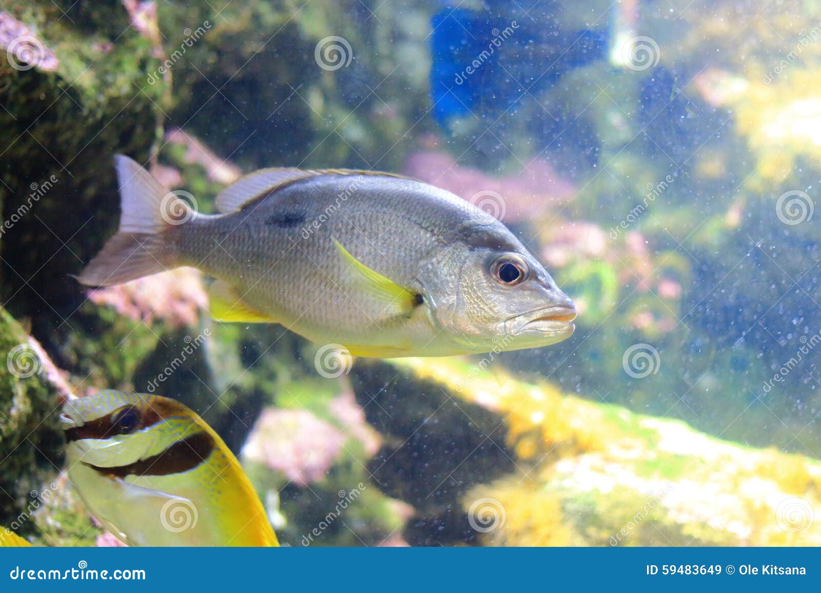 Moses perch stock image. Image of chantaburi, ecosystem - 59483649