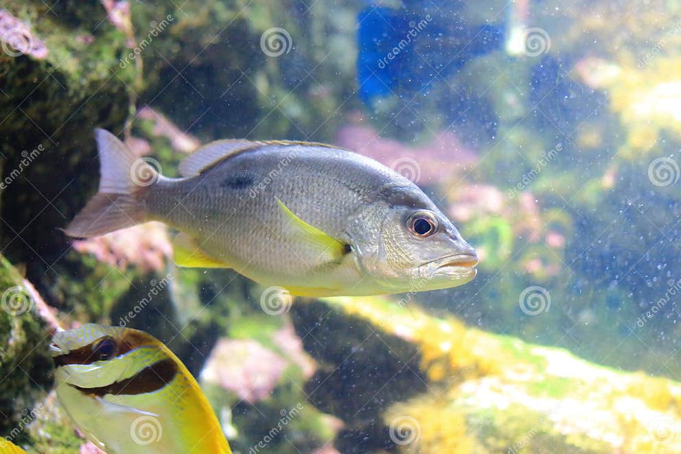 Moses perch stock image. Image of chantaburi, ecosystem - 59483649