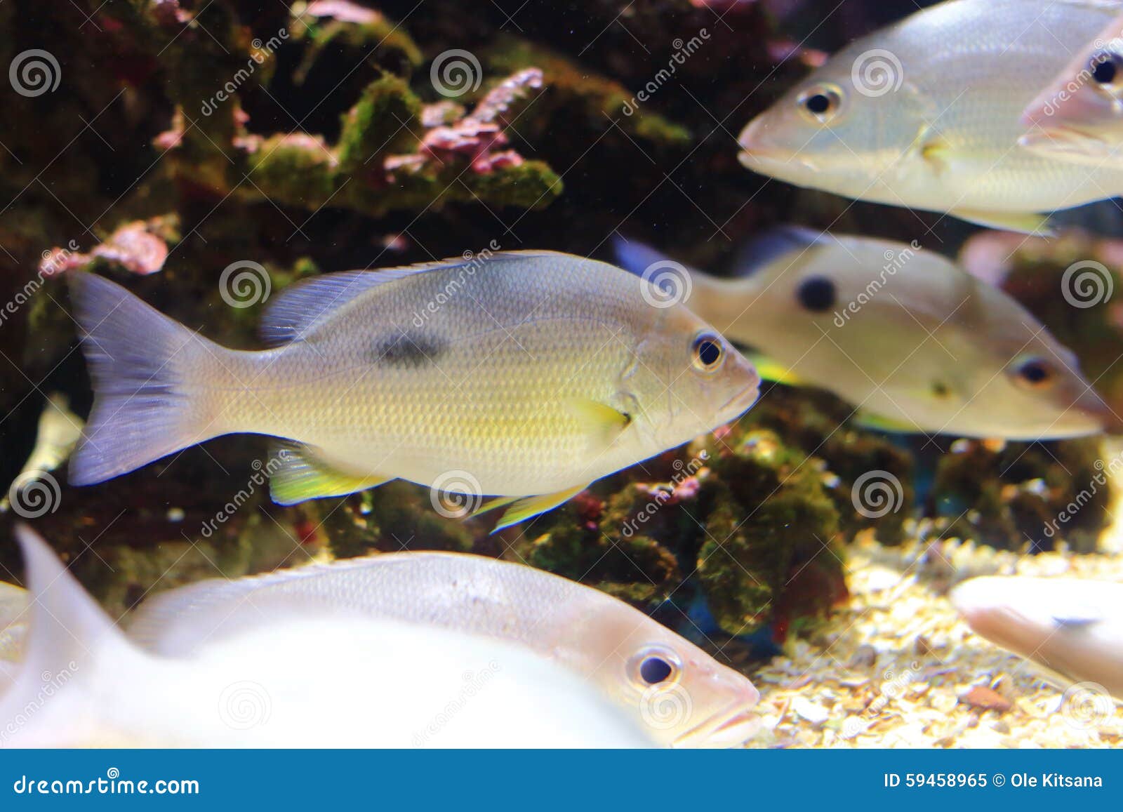 Moses perch stock image. Image of moses, chonburi, aquarium - 59458965