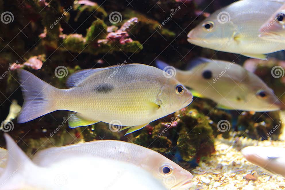 Moses perch stock image. Image of moses, chonburi, aquarium - 59458965