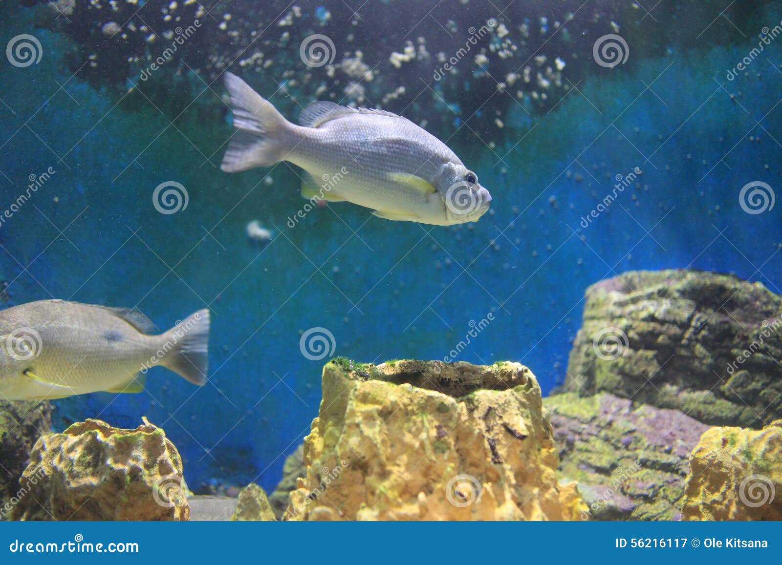 Moses perch stock image. Image of aquarium, local, perch - 56216117