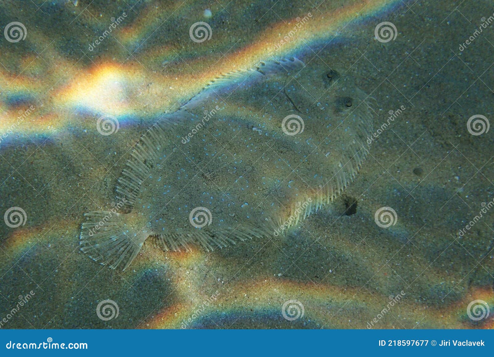 Moses Sole Fish Pardachirus Marmoratus Fish Stock Image - Image of ...