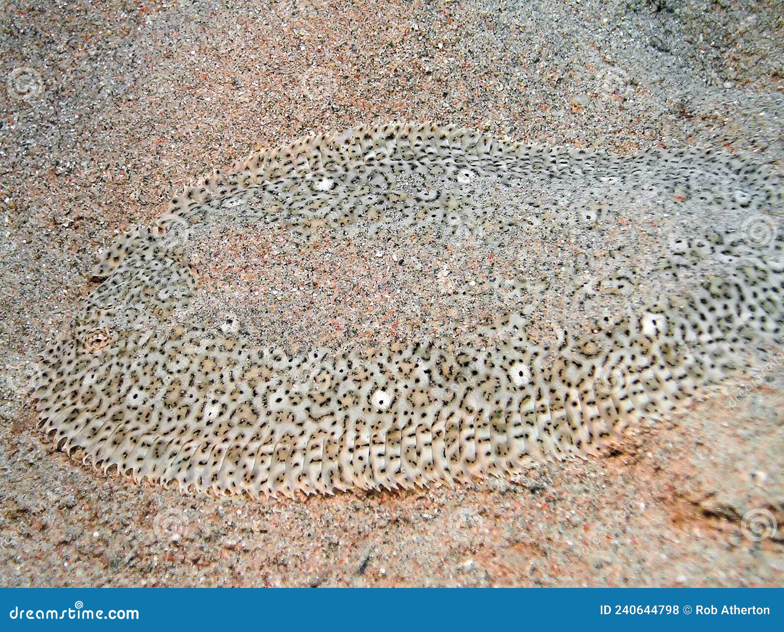 Moses Sole Fish Pardachirus Marmoratus Fish Stock Image | CartoonDealer ...