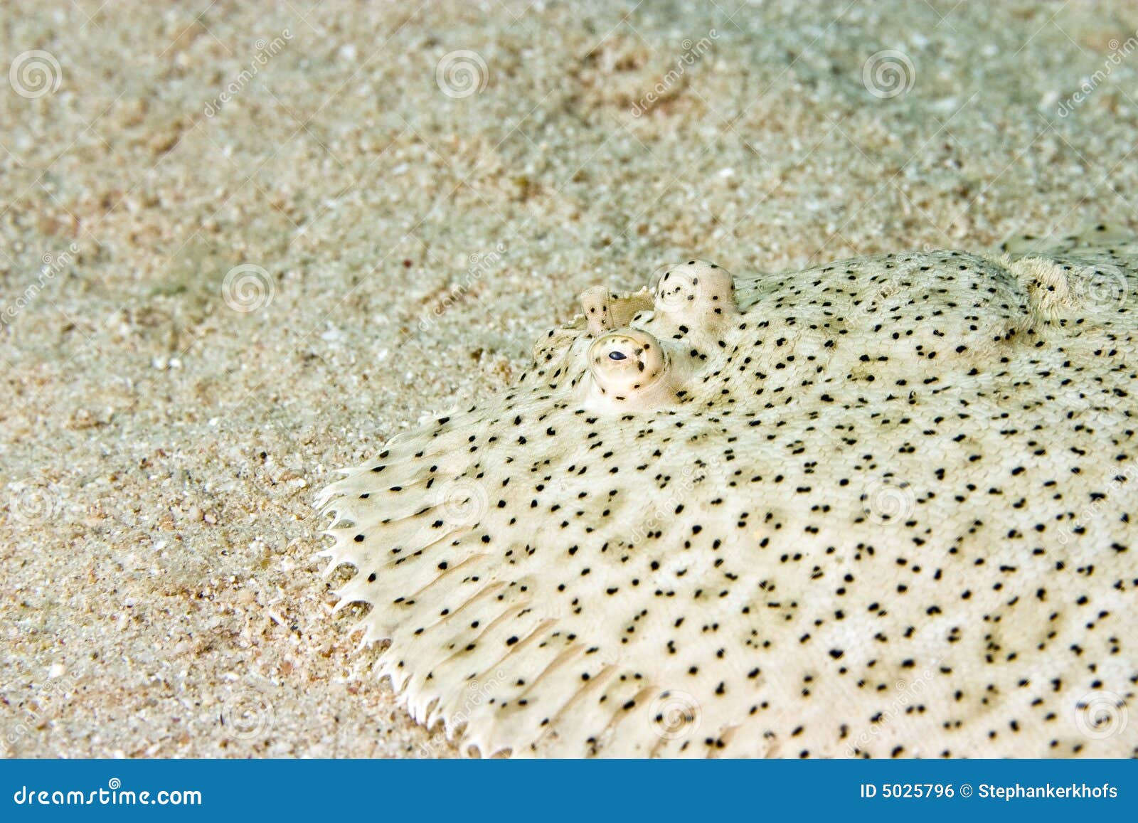 Moses Sole Fish Pardachirus Marmoratus Fish Stock Image | CartoonDealer ...