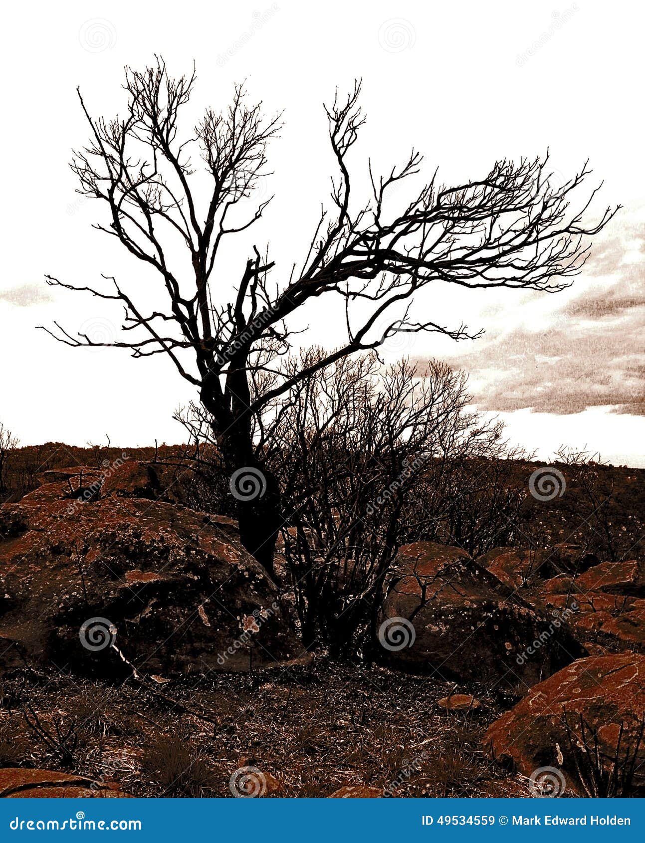 The Moses Tree stock image. Image of photograph, tree - 49534559