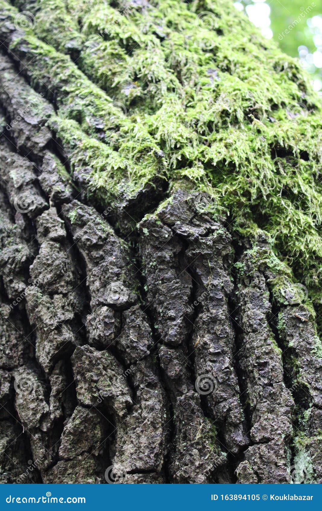 Mosh on a tree stock image. Image of beautiful, beauty - 163894105