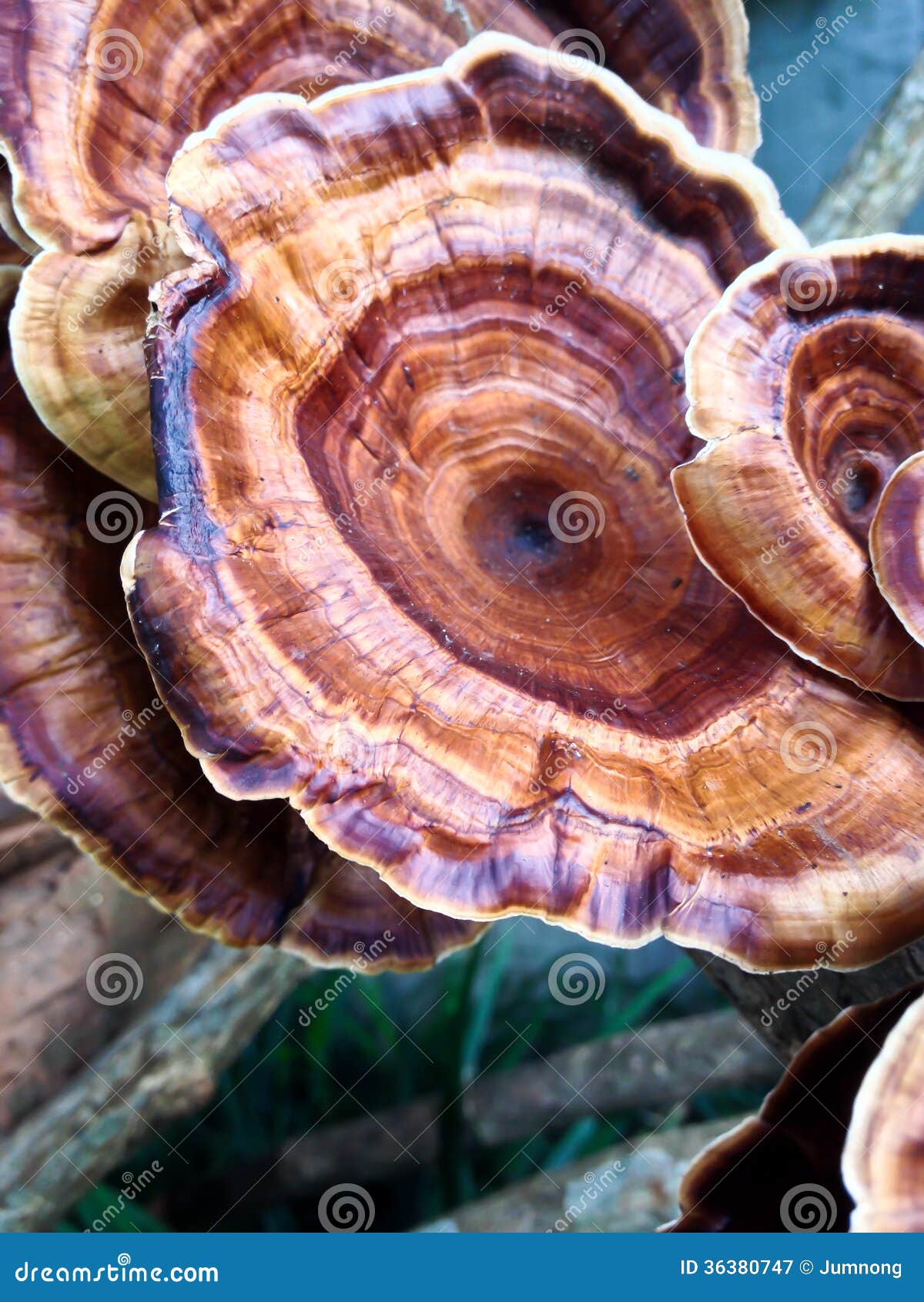 Moshroom: Microporus Xanthopus Stock Image - Image of fungi, decompose ...