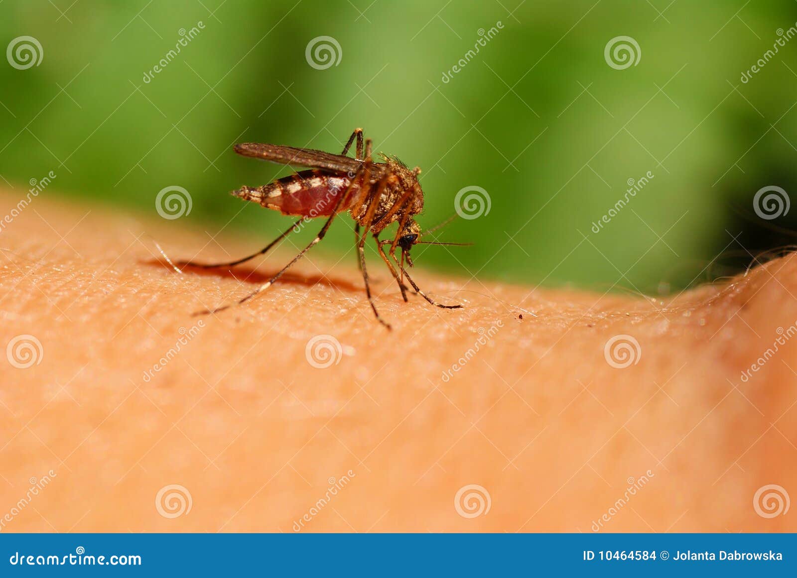 26,658 Moskito Fotos - Kostenlose und Royalty-Free Stock-Fotos von ...