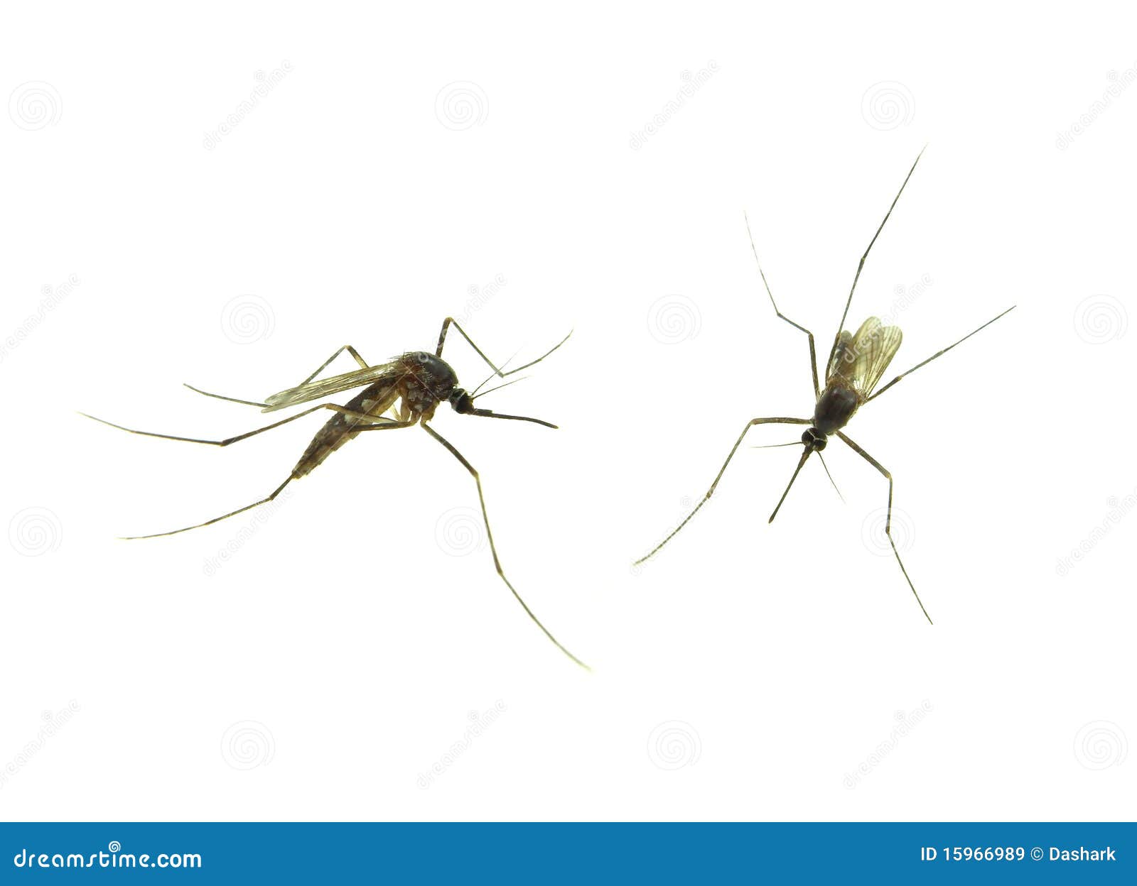 Moskito stockbild. Bild von epidemie, infizieren, gefährlich - 15966989