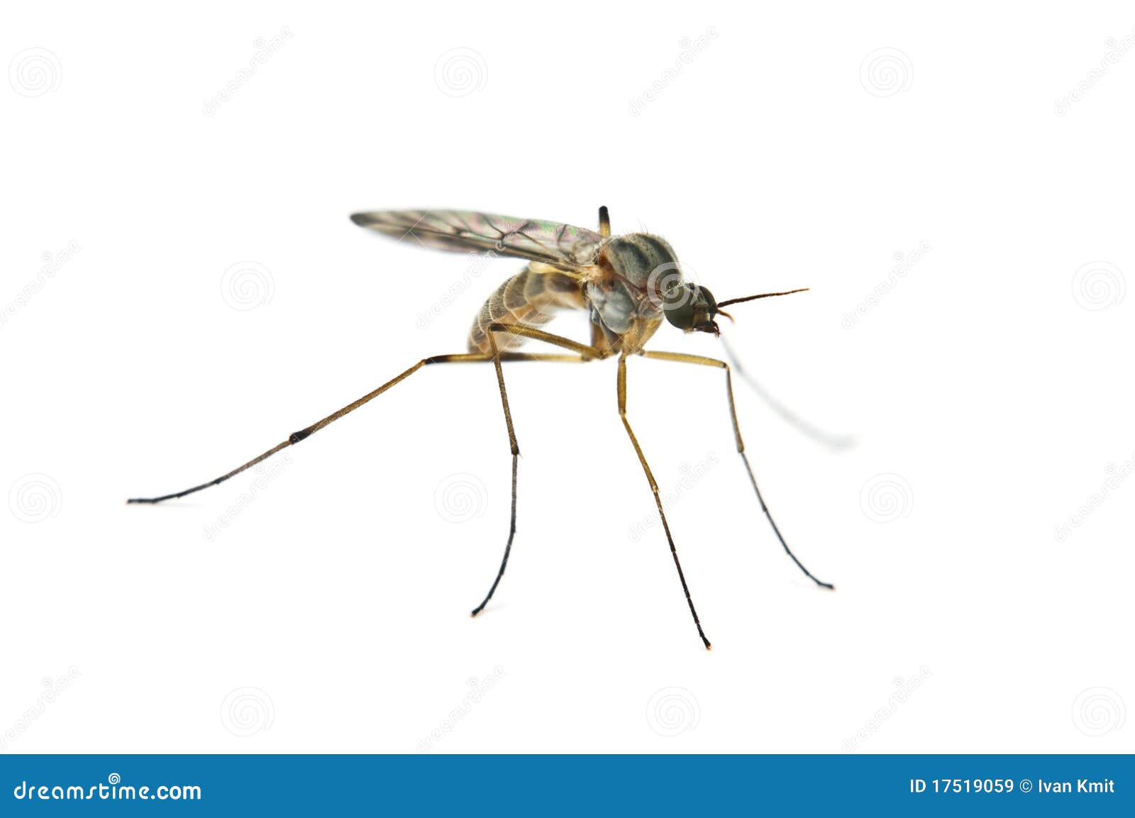 Moskito stockbild. Bild von nave, stich, tier, decke - 17519059