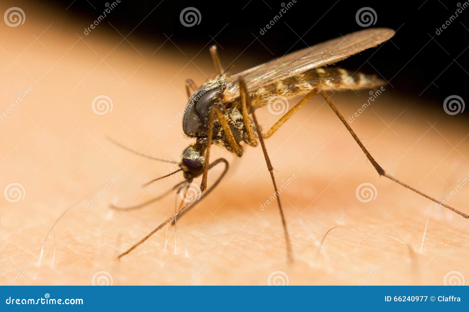 Moskito stockbild. Bild von menschlich, nave, sonderkommando - 66240977