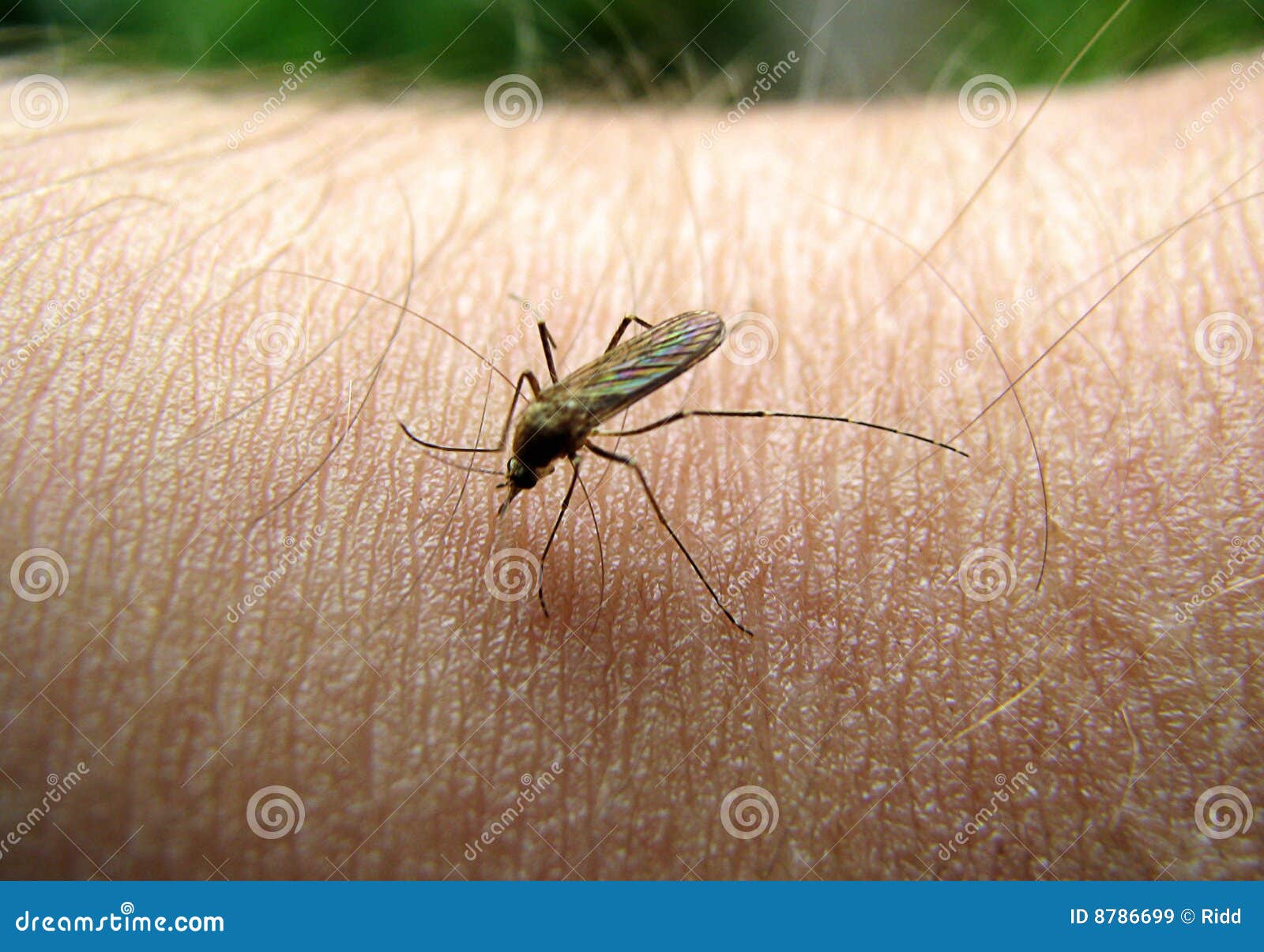 Moskito auf einer Hand stockbild. Bild von stiche, insekt - 8786699