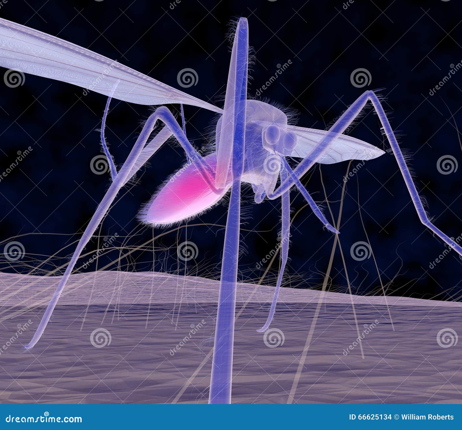 Moskito Auf Haut-oben Abschluss Stock Abbildung - Illustration von ...