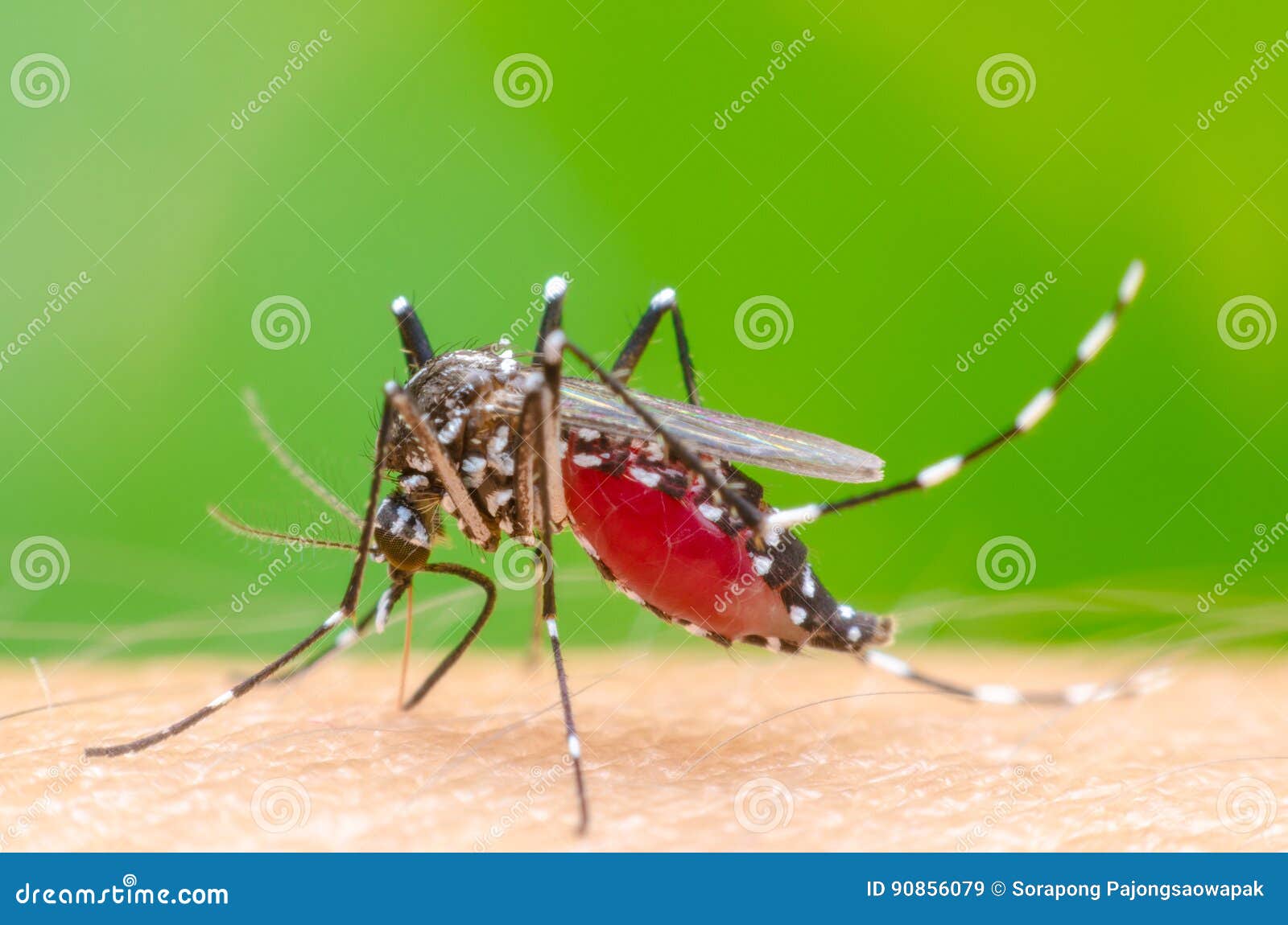 Moskito auf Hautmenschen stockbild. Bild von moskito - 90856079