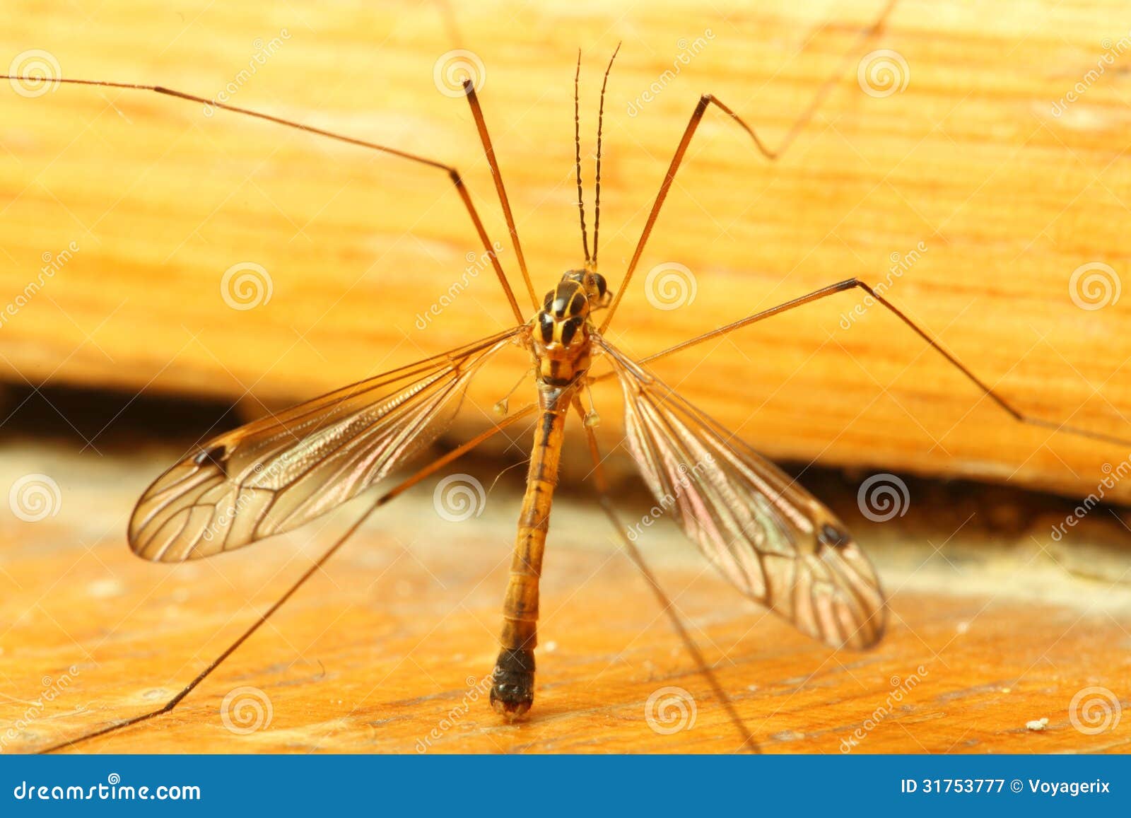 Moskito, Der Auf Der Wand Innen Sitzt Stockbild - Bild von makro ...