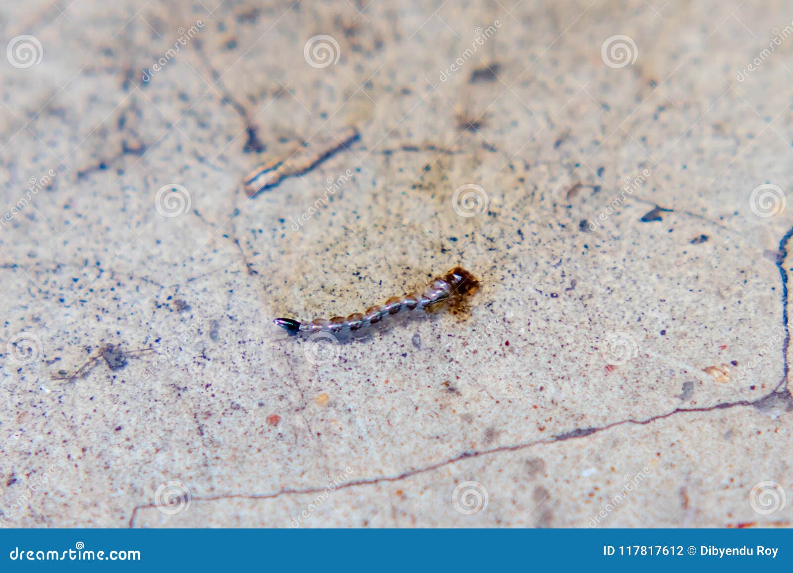 Moskito-Larven im Wasser stockfoto. Bild von glas, gefährlich - 117817612