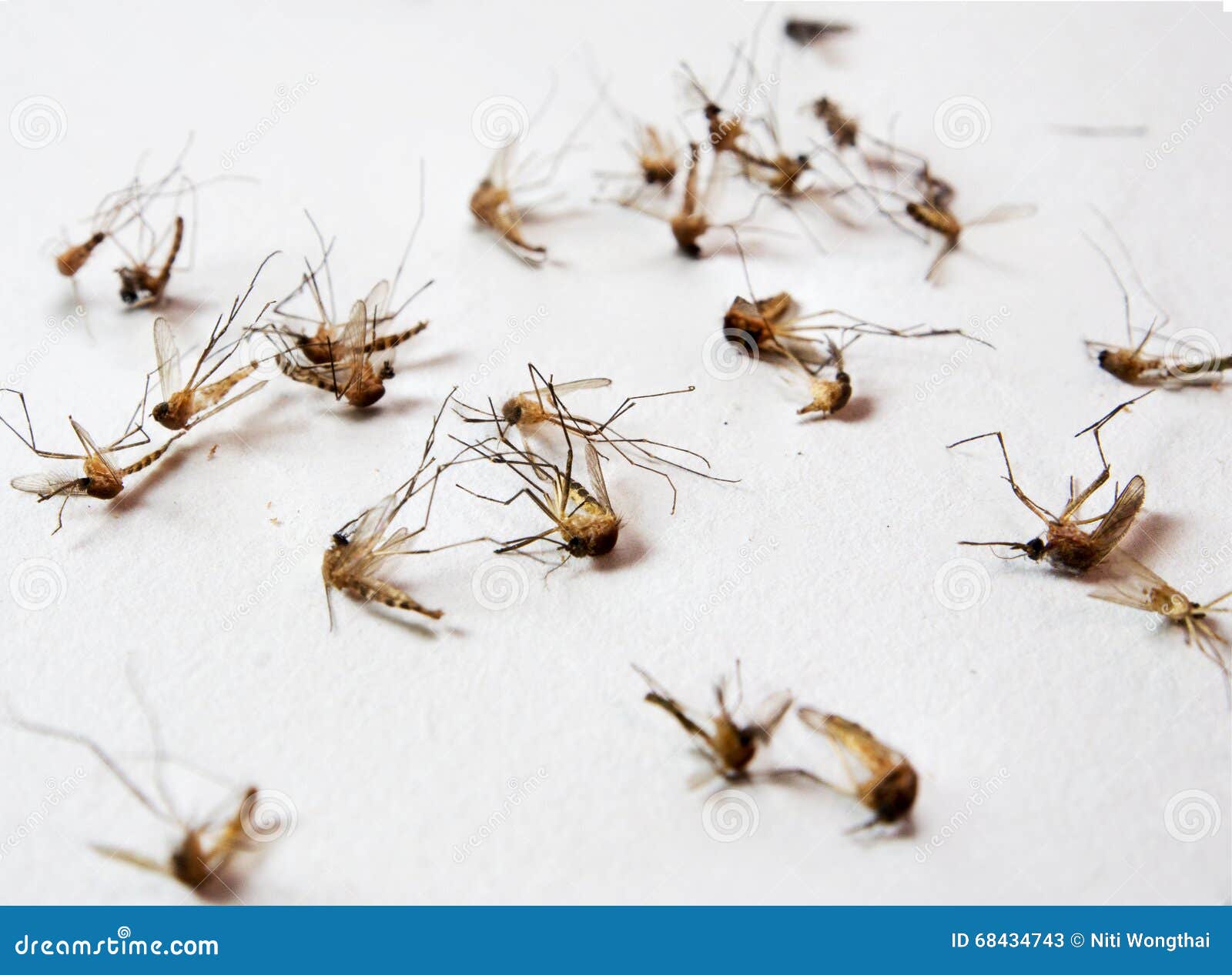 Moskitos tot stockbild. Bild von gruppe, makro, mücke - 68434743