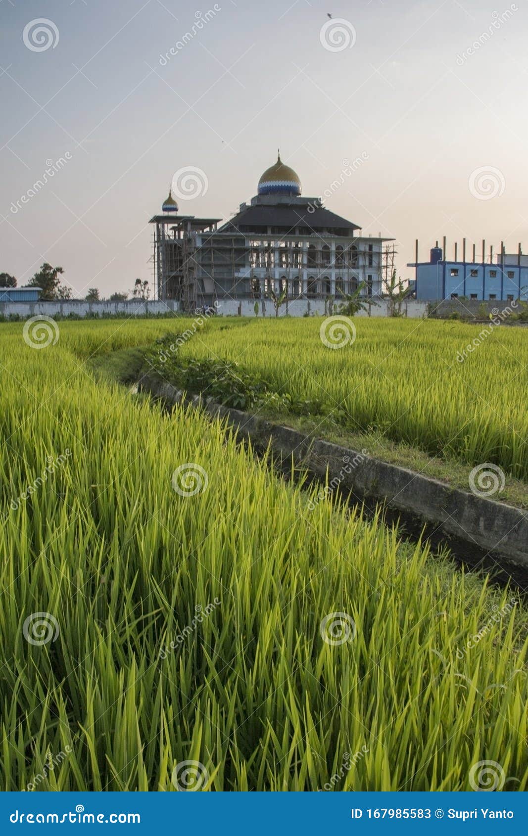 Mosque Building Construction, and Rice Fields Stock Image - Image of ...