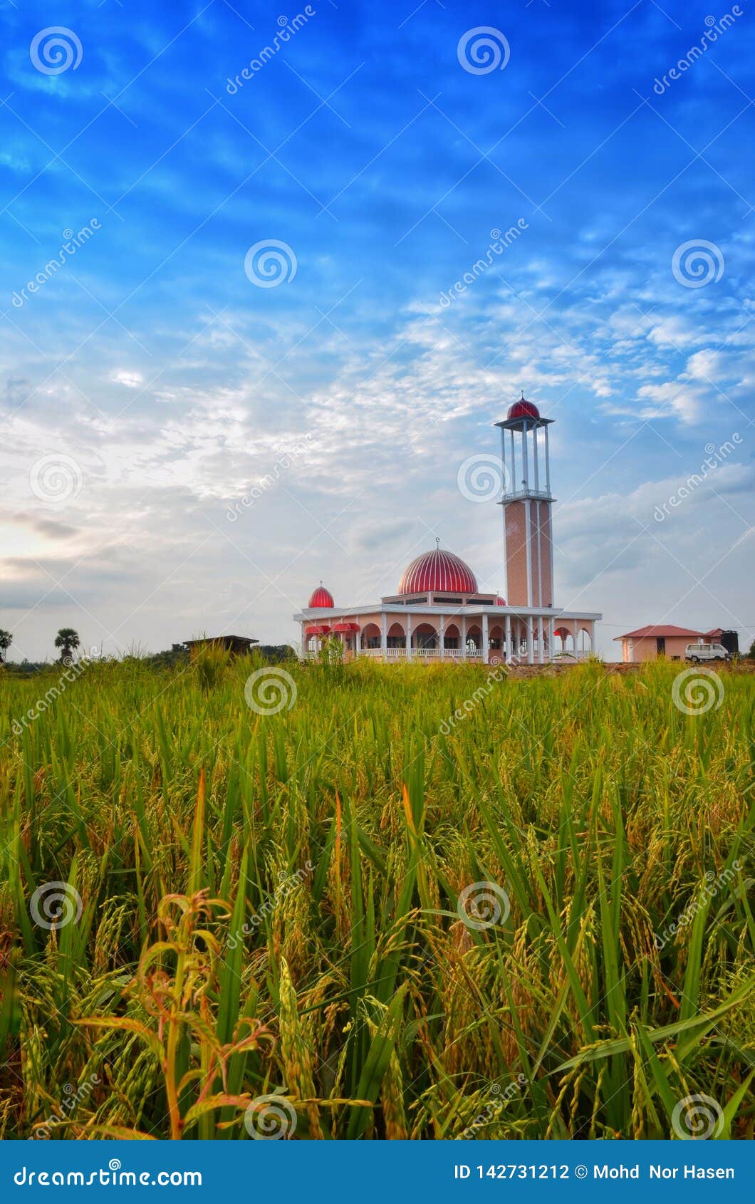 A mosque in paddy field. stock photo. Image of paddy - 142731212