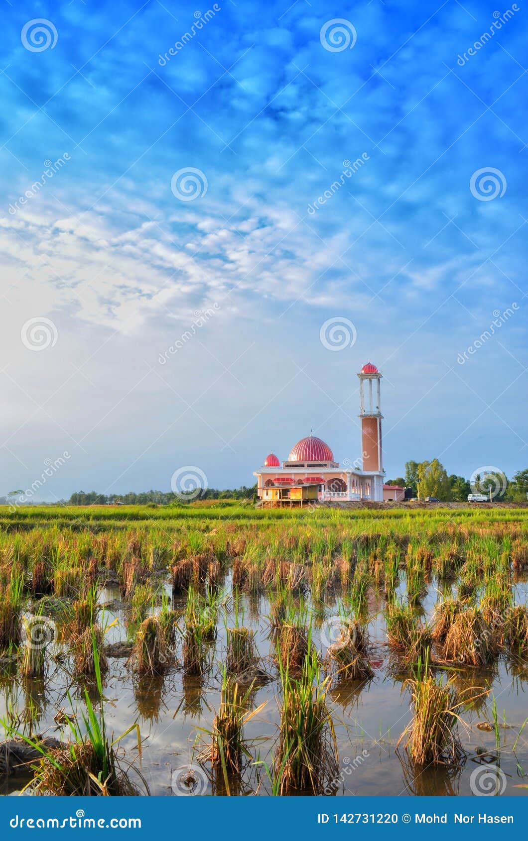 A mosque in paddy field. stock photo. Image of wallpaper - 142731220