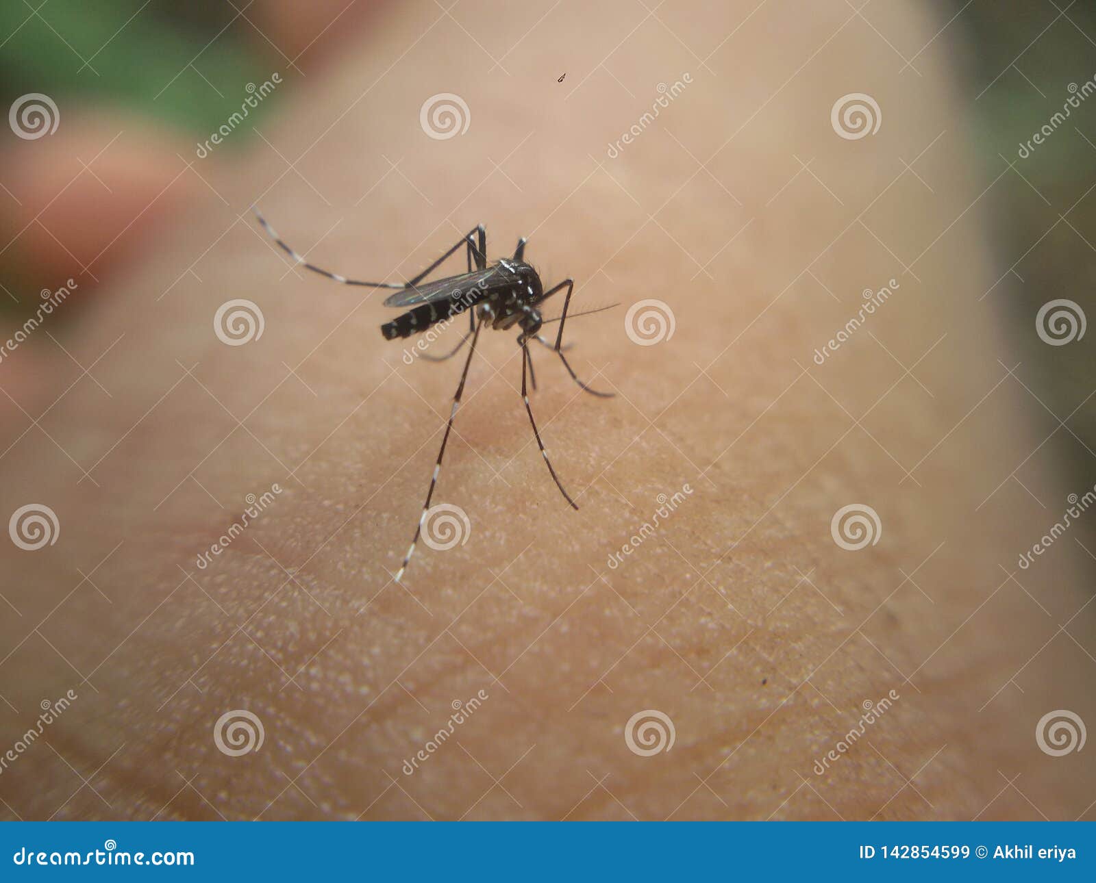 Mosqueto stock image. Image of eating, danger, blood - 142854599