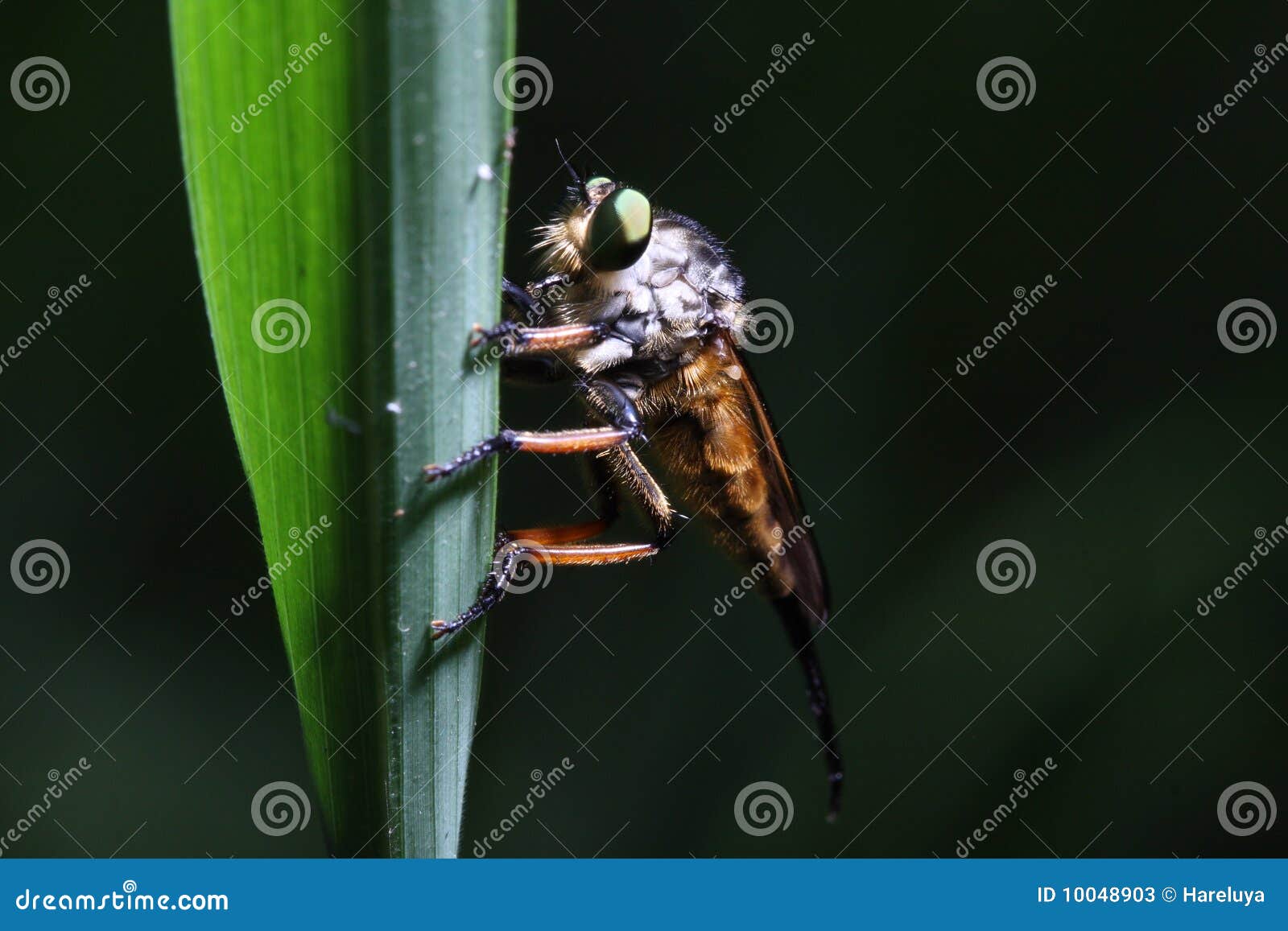 Mosquito imagen de archivo. Imagen de hoja, hembra, mosquito - 10048903