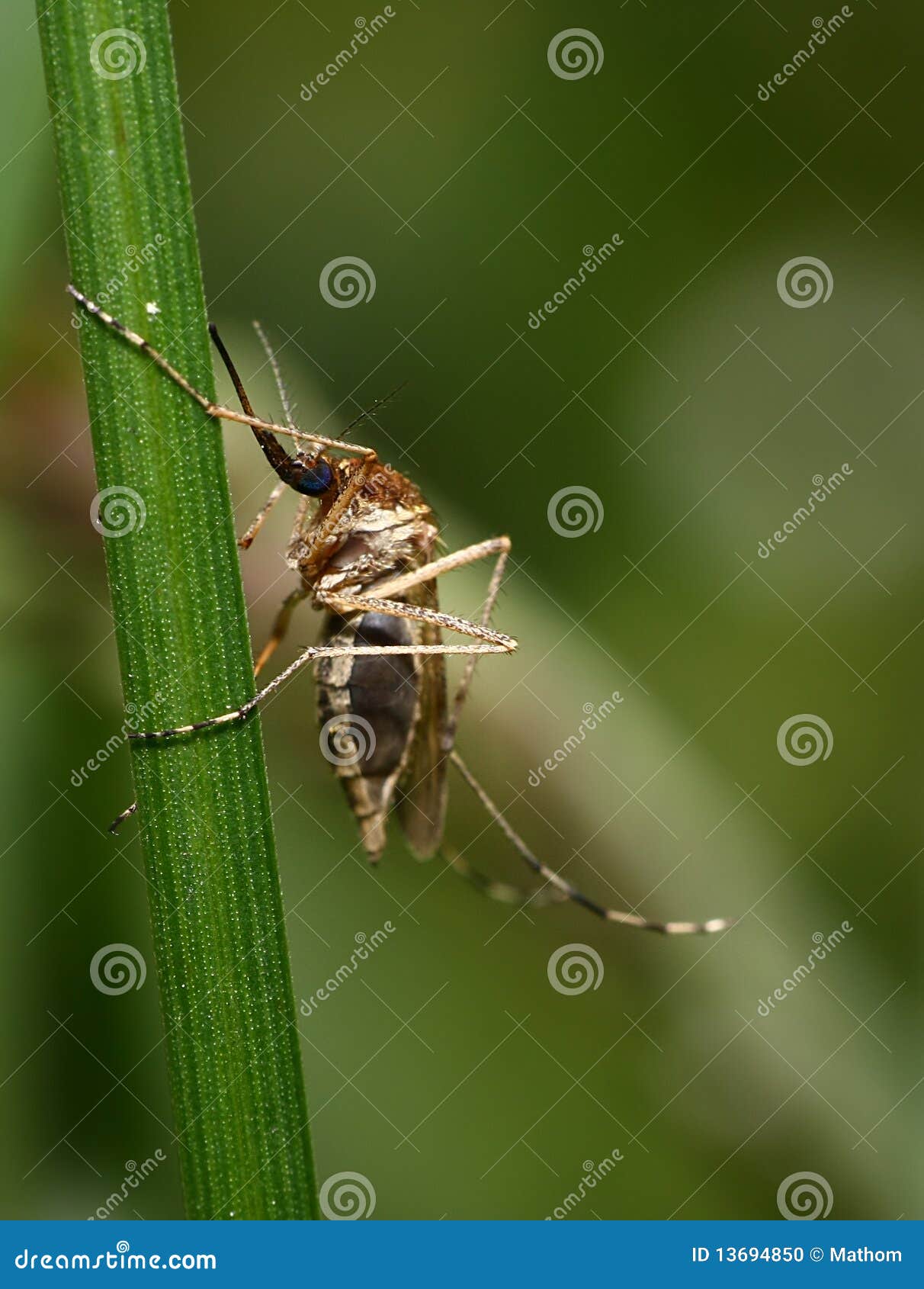 Mosquito stock photo. Image of flower, insects, space - 13694850