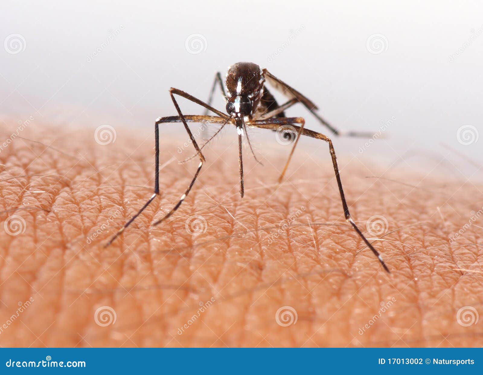 Anopheles Biting Midge Under Microscope. Vector Of Malaria Pathogen ...