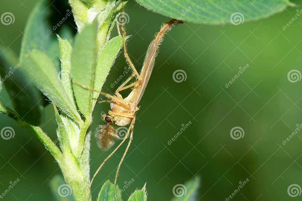 Mosquito stock image. Image of natural, skeeter, bugs - 25119655