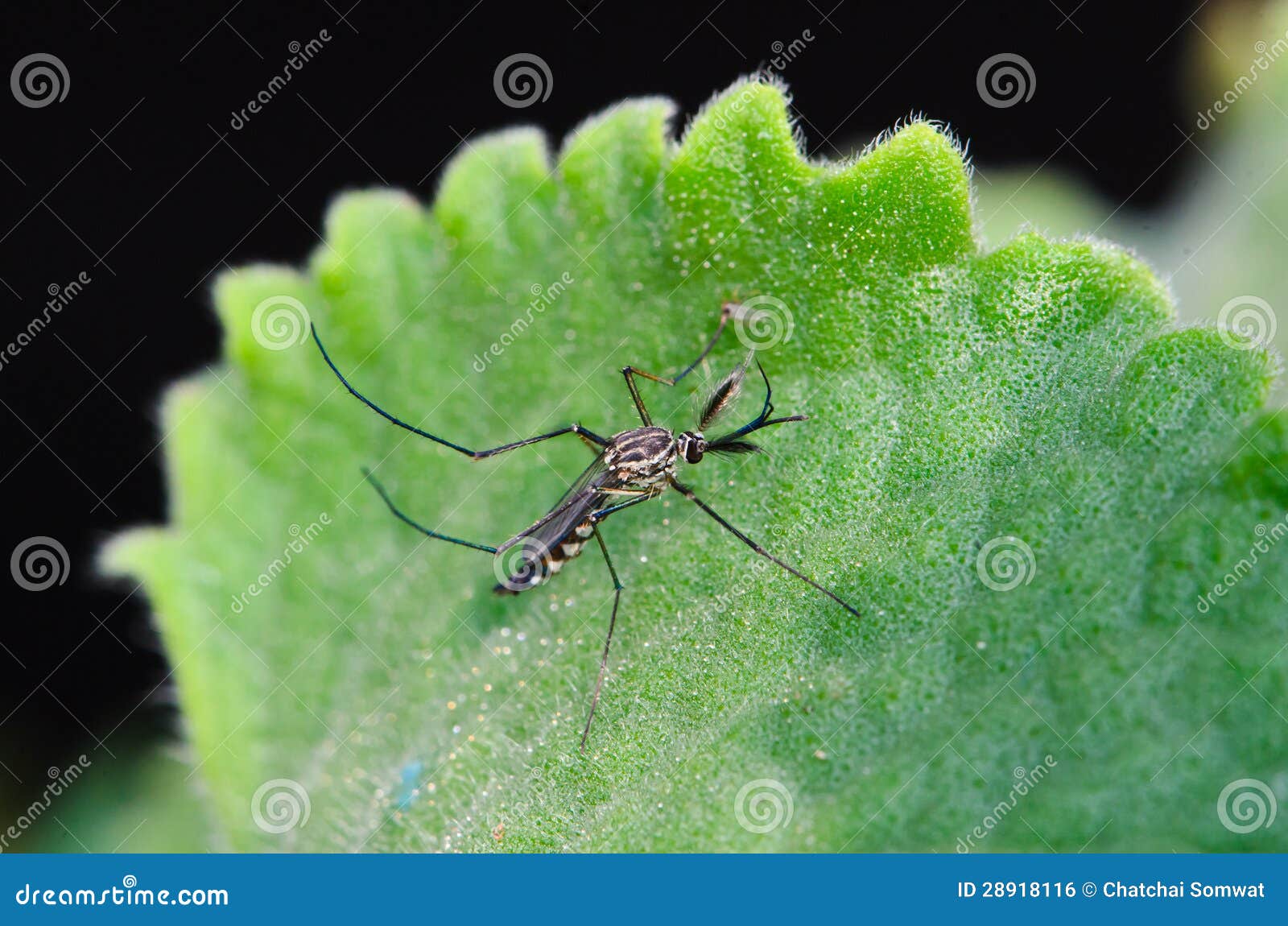 Anopheles Biting Midge Under Microscope. Vector Of Malaria Pathogen ...