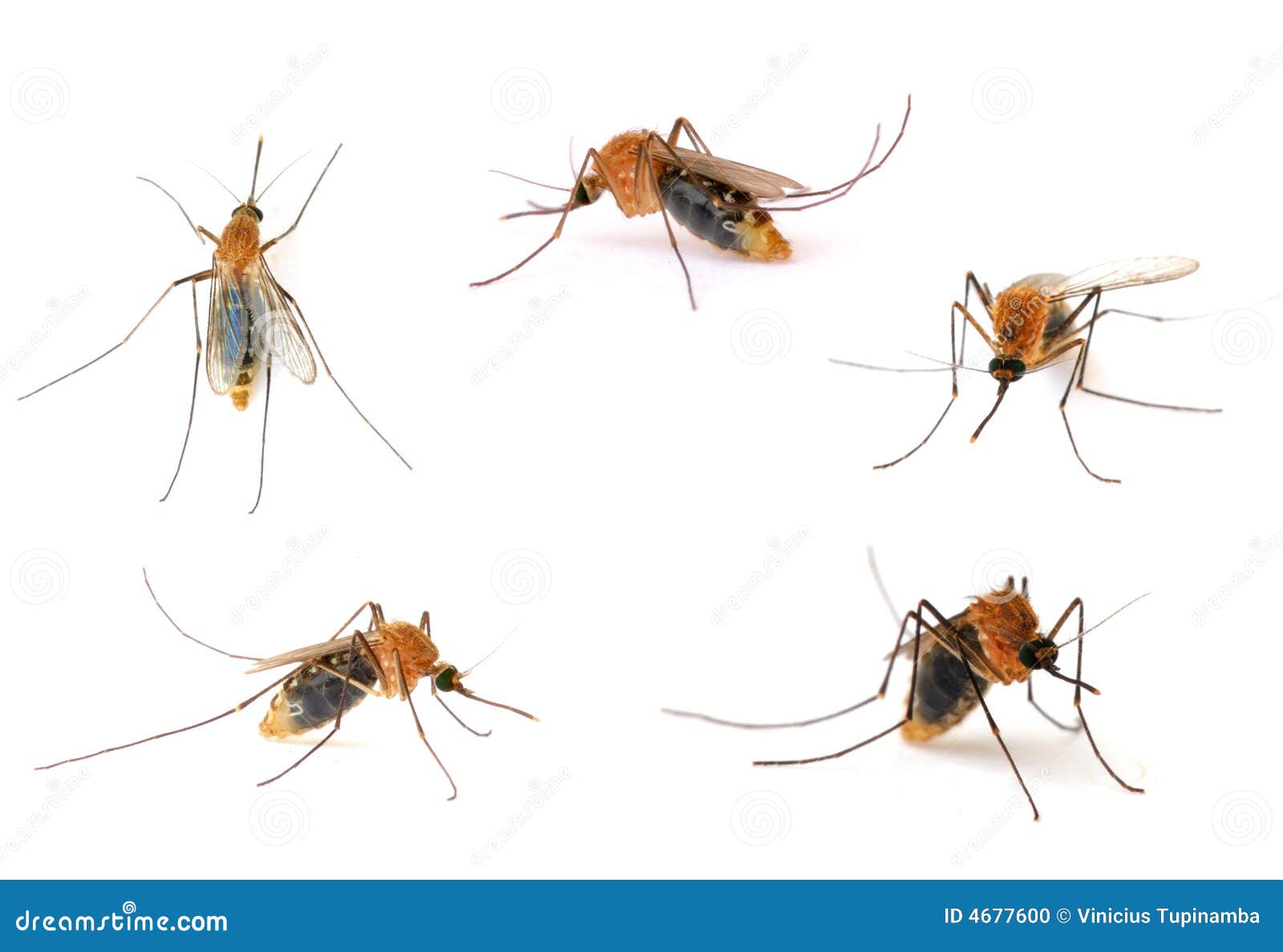 Mosquito foto de archivo. Imagen de macro, mosquito, insecto - 4677600