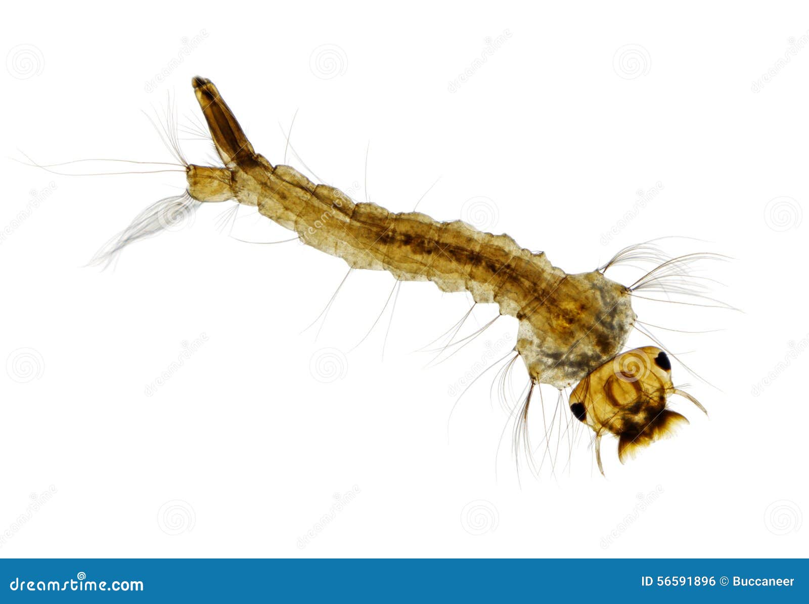 Mosquito (Aedes) larva stock photo. Image of brown, aedes - 56591896