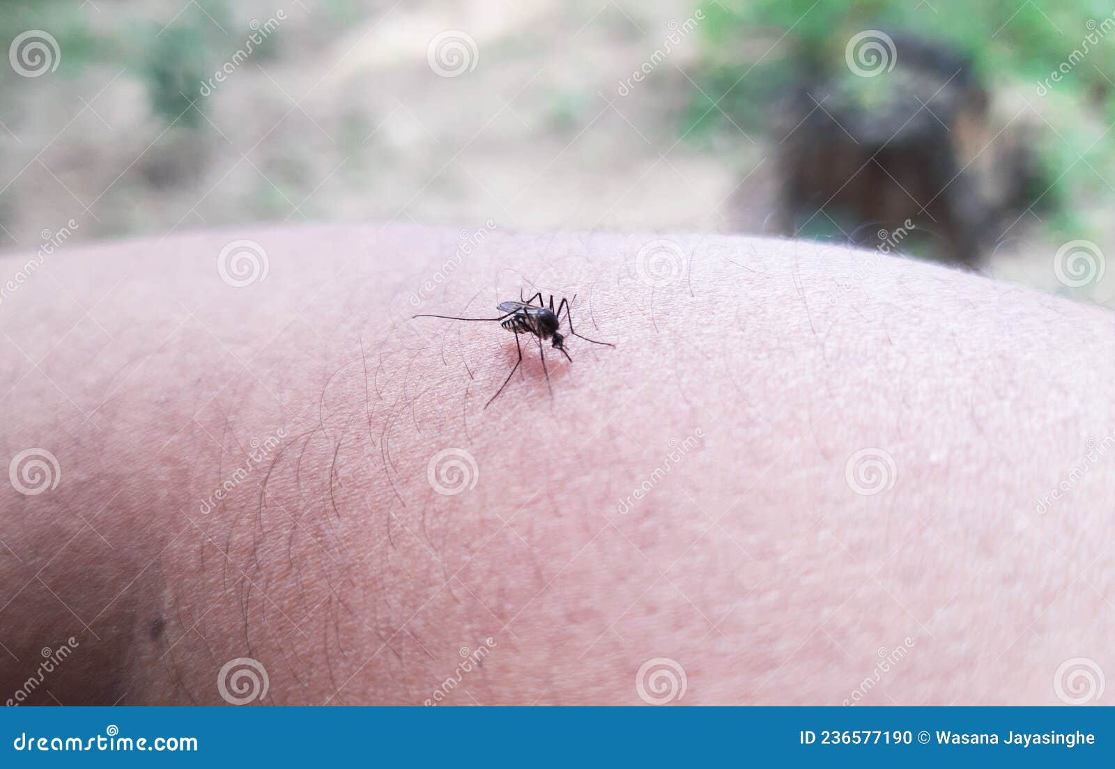 Mosquito Attack in the Evening Stock Photo - Image of dangerous ...