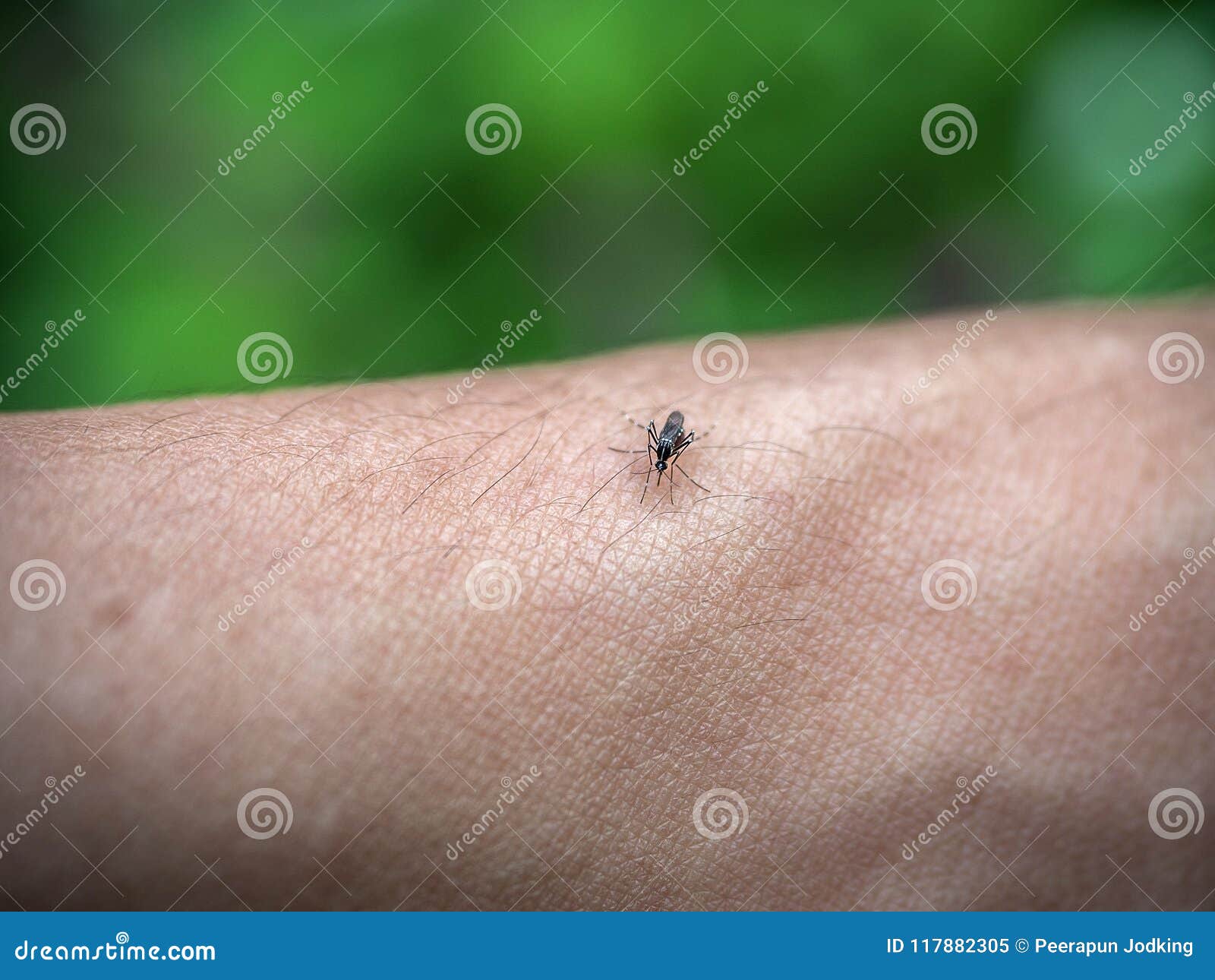 Biting Arm Stock Photos - Royalty Free Stock Images