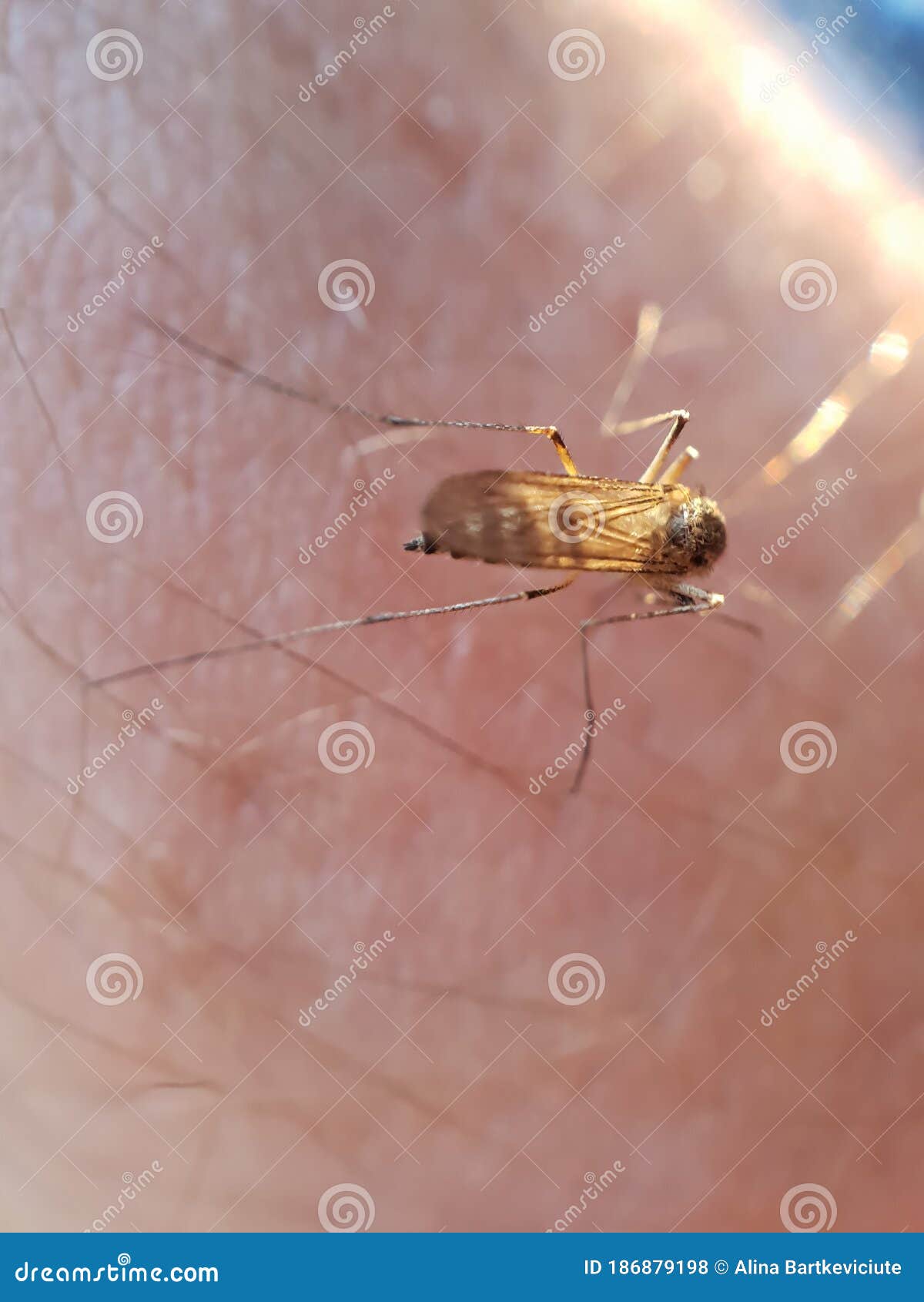 Mosquito Biting Hand stock photo. Image of beetle, wasp - 186879198