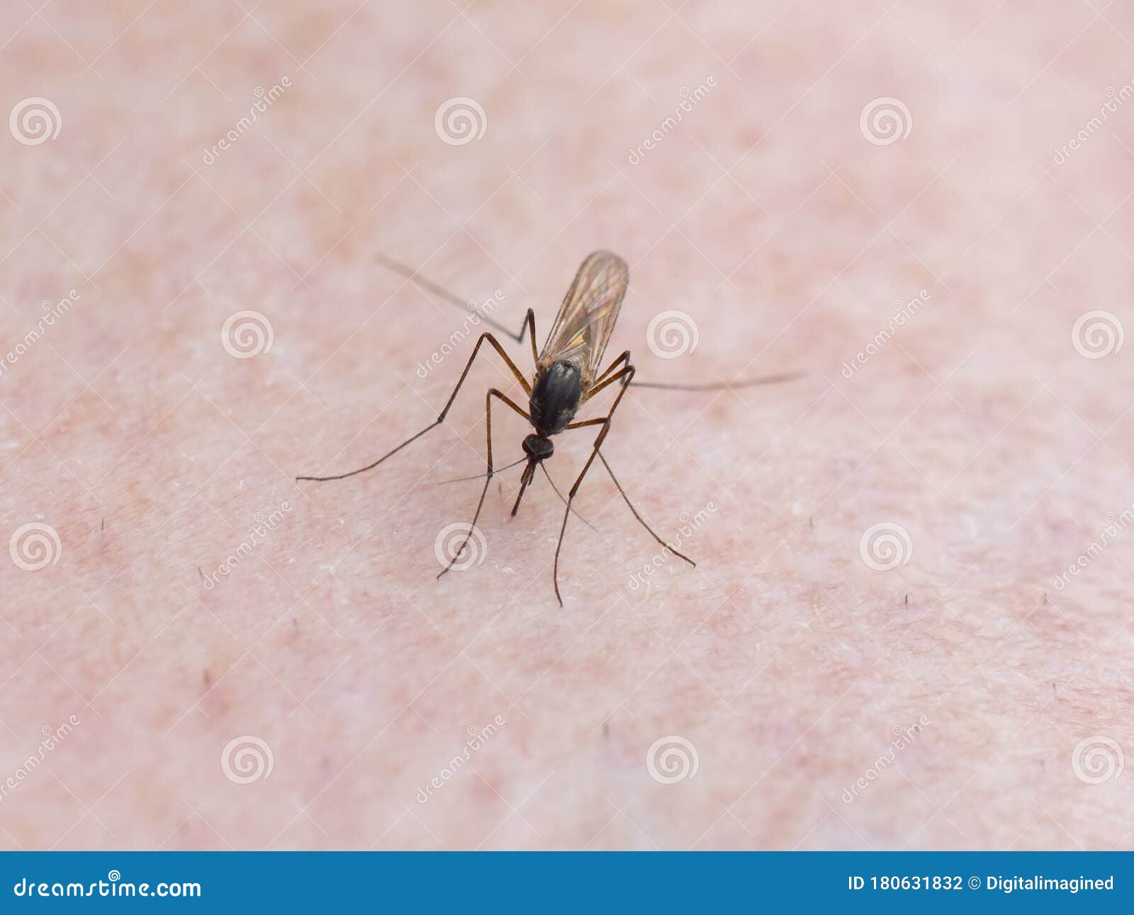 Anopheles Biting Midge Under Microscope. Vector Of Malaria Pathogen ...